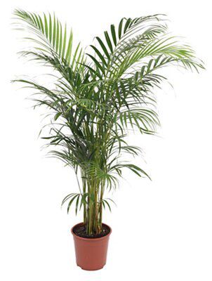24CM BUTTERFLY PALM ARCEA
