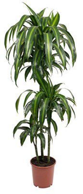 24CM GOLDEN DRAGON TREE 3 CANE | DIY at B&Q