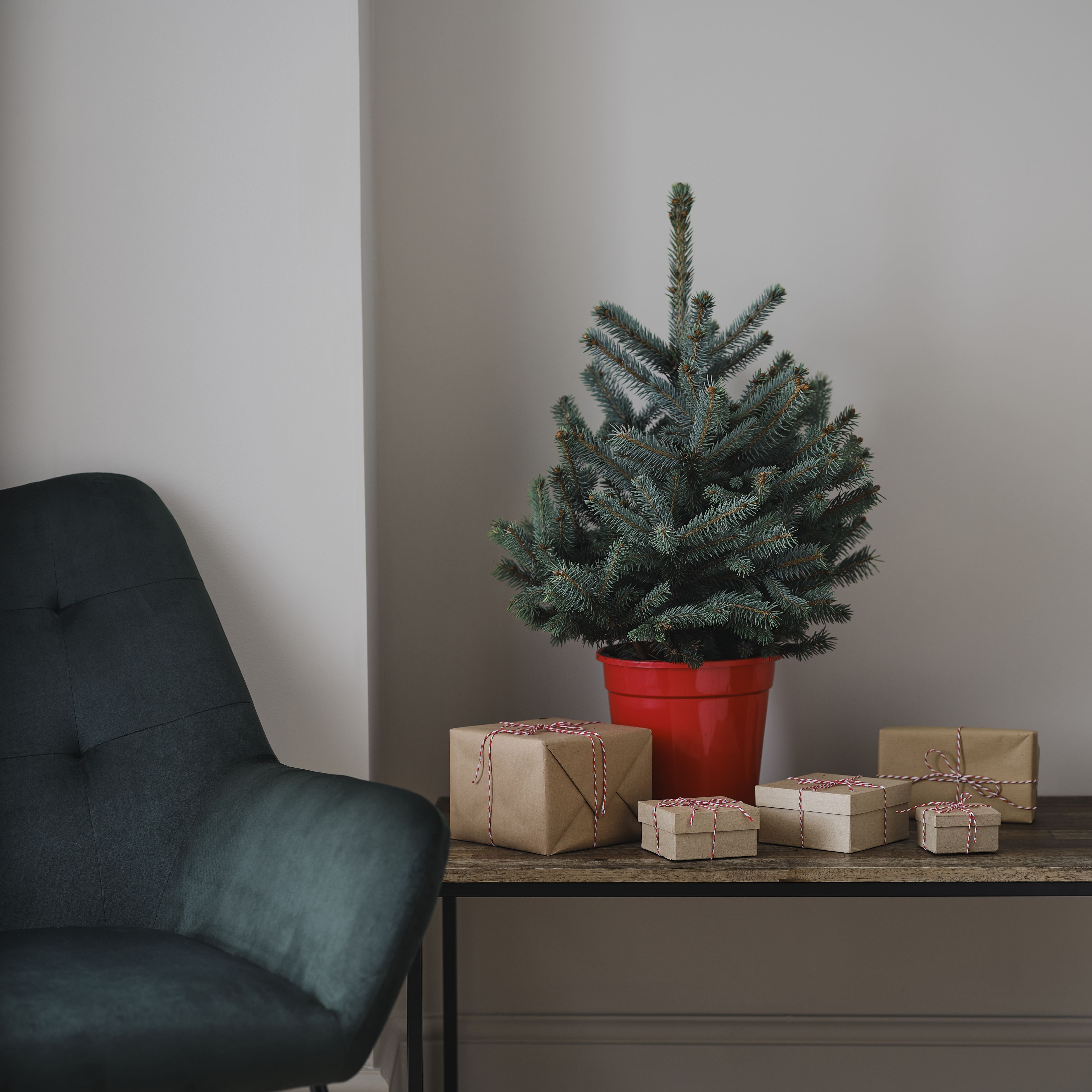 45-65cm Silver spruce Pyramid Real pot grown Christmas tree