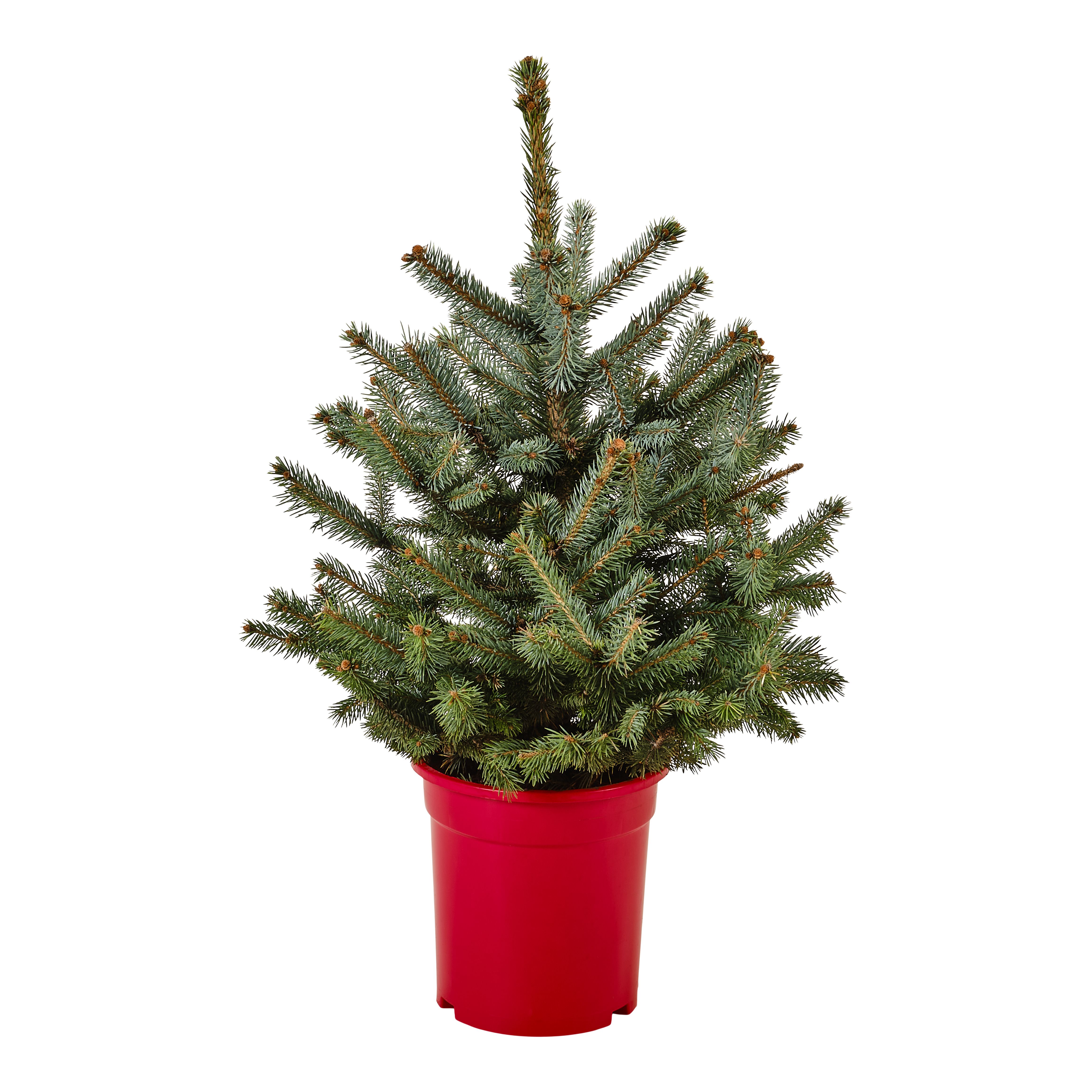 45-65cm Silver spruce Pyramid Real pot grown Christmas tree