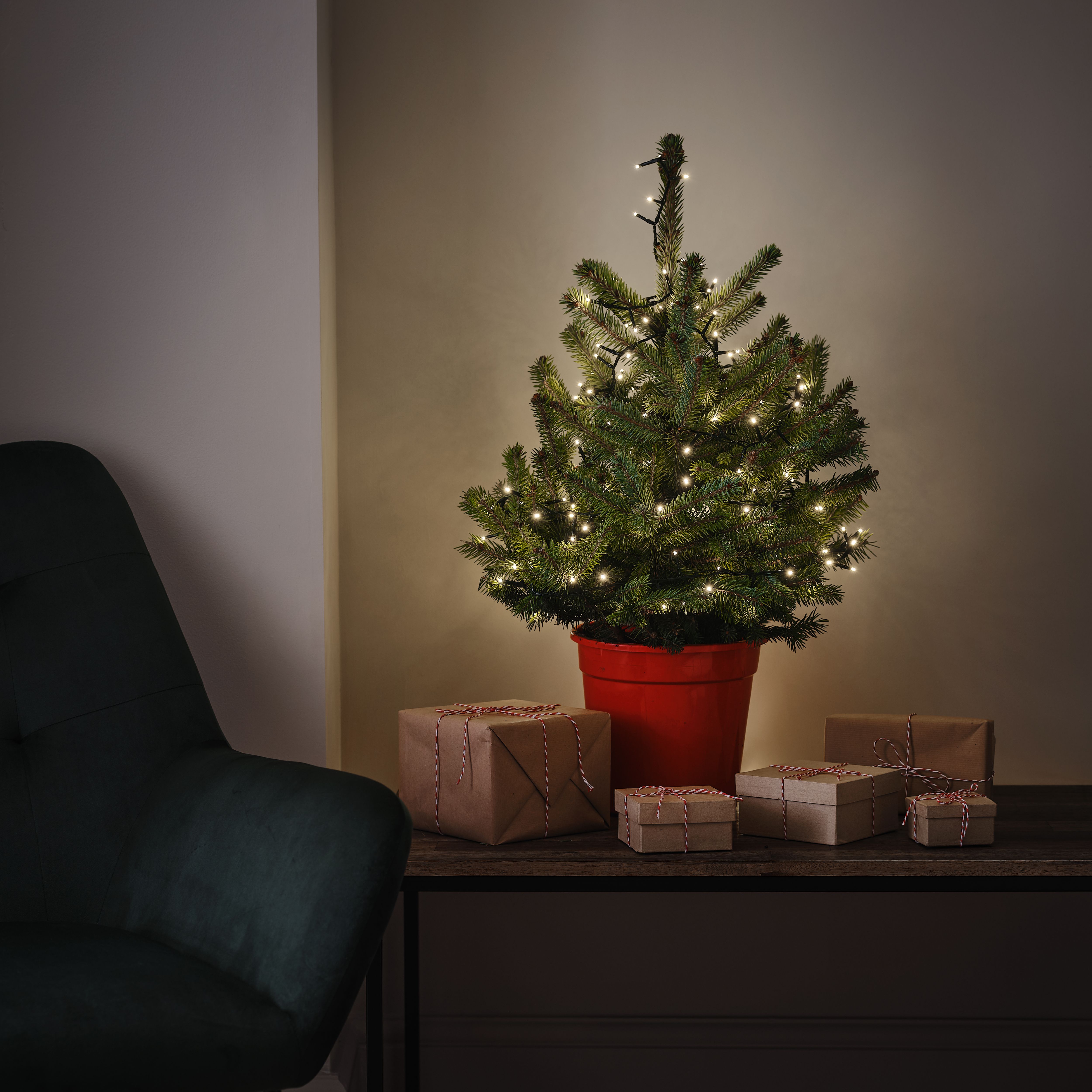 45-65cm Silver spruce Pyramid Real pot grown Christmas tree