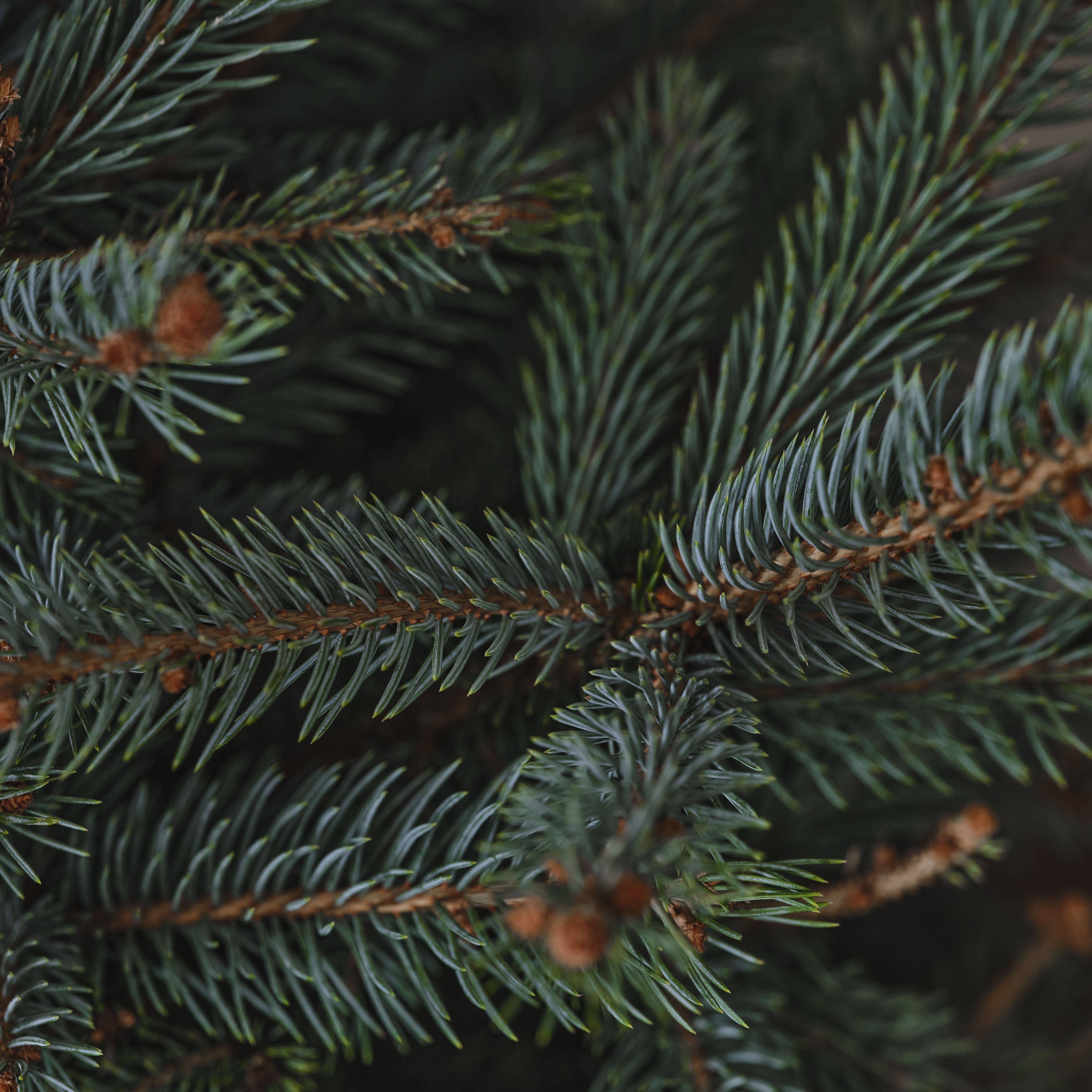 45-65cm Silver spruce Pyramid Real pot grown Christmas tree