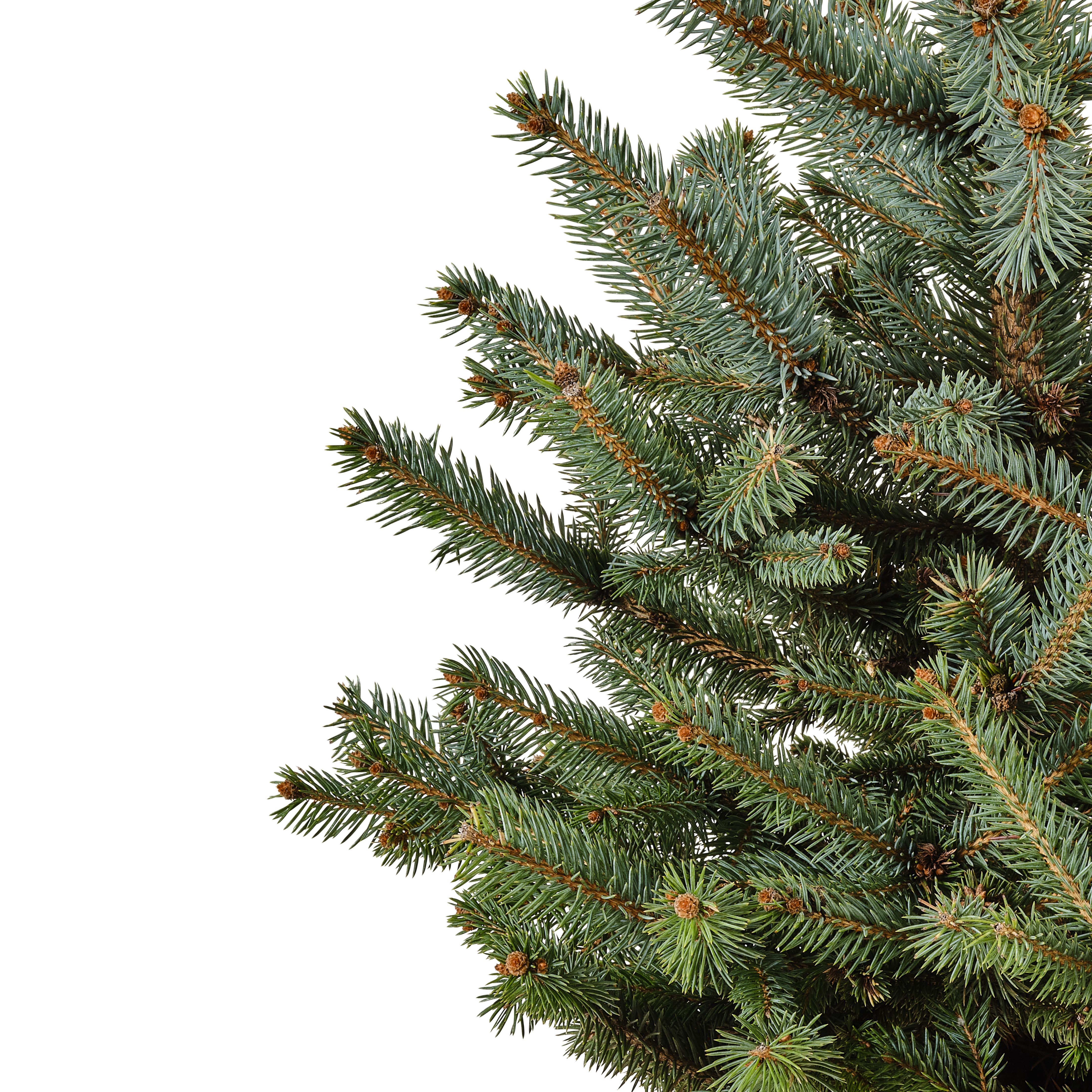 45-65cm Silver spruce Pyramid Real pot grown Christmas tree