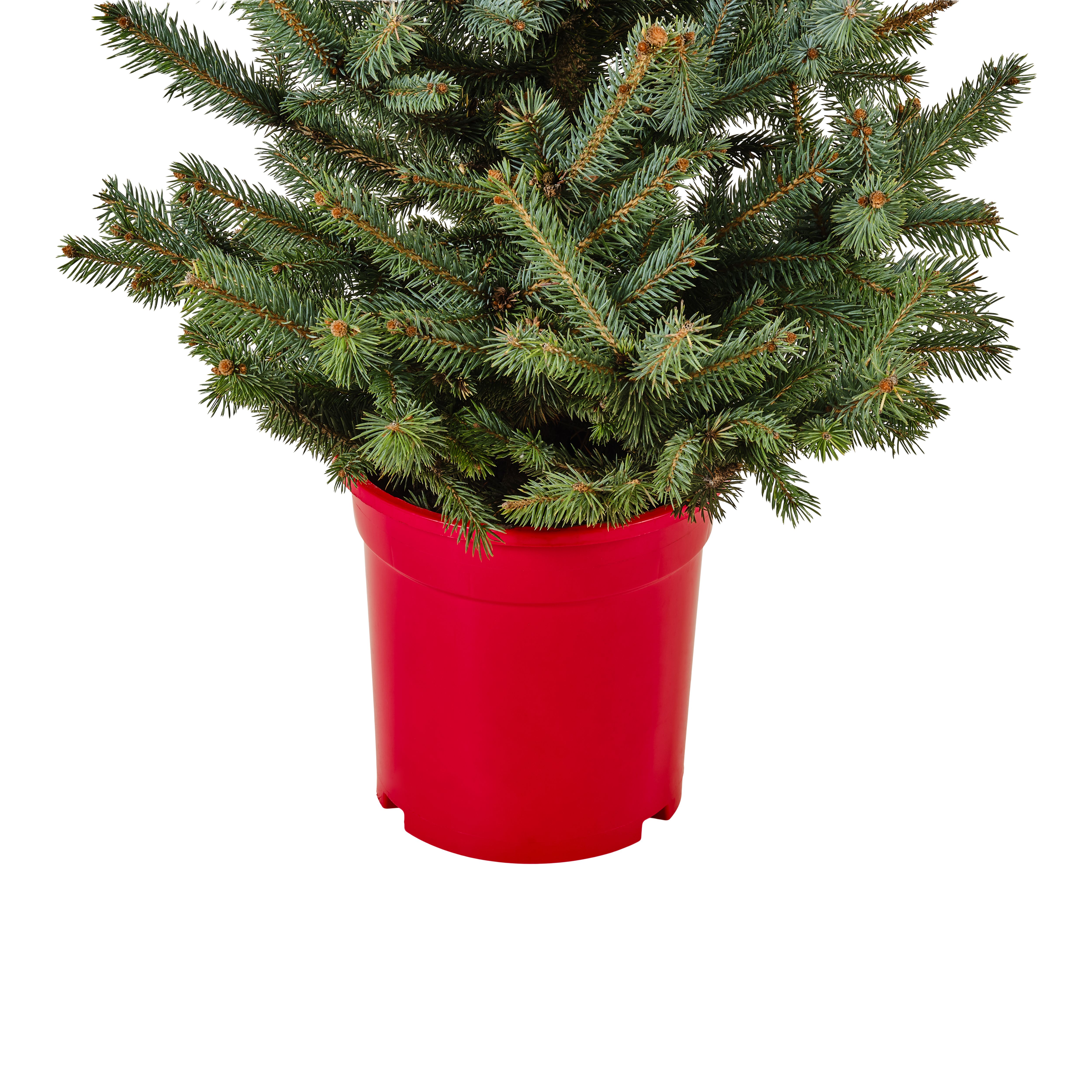 45-65cm Silver spruce Pyramid Real pot grown Christmas tree