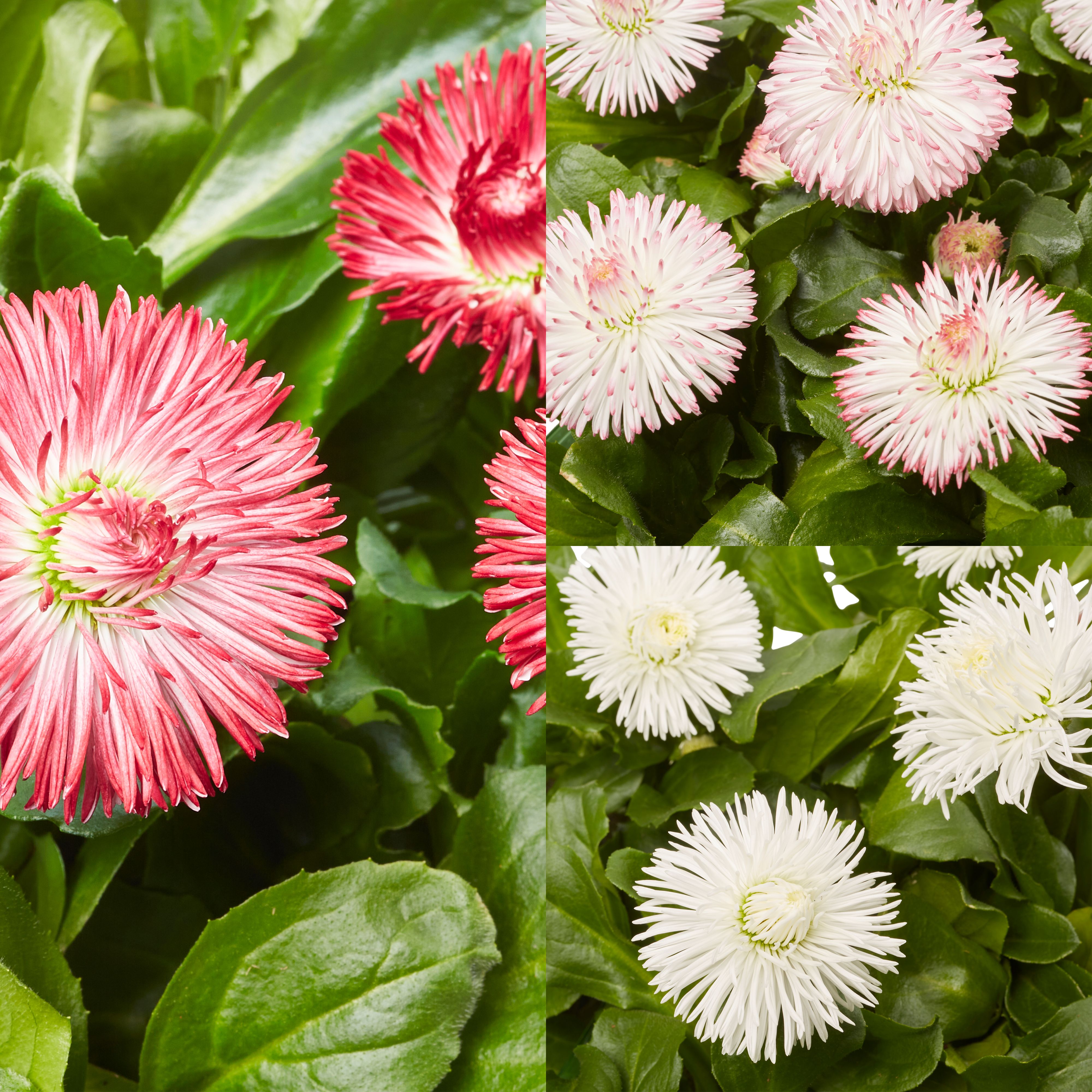 6 cell Bellis Mixed Spring Bedding plant | DIY at B&Q