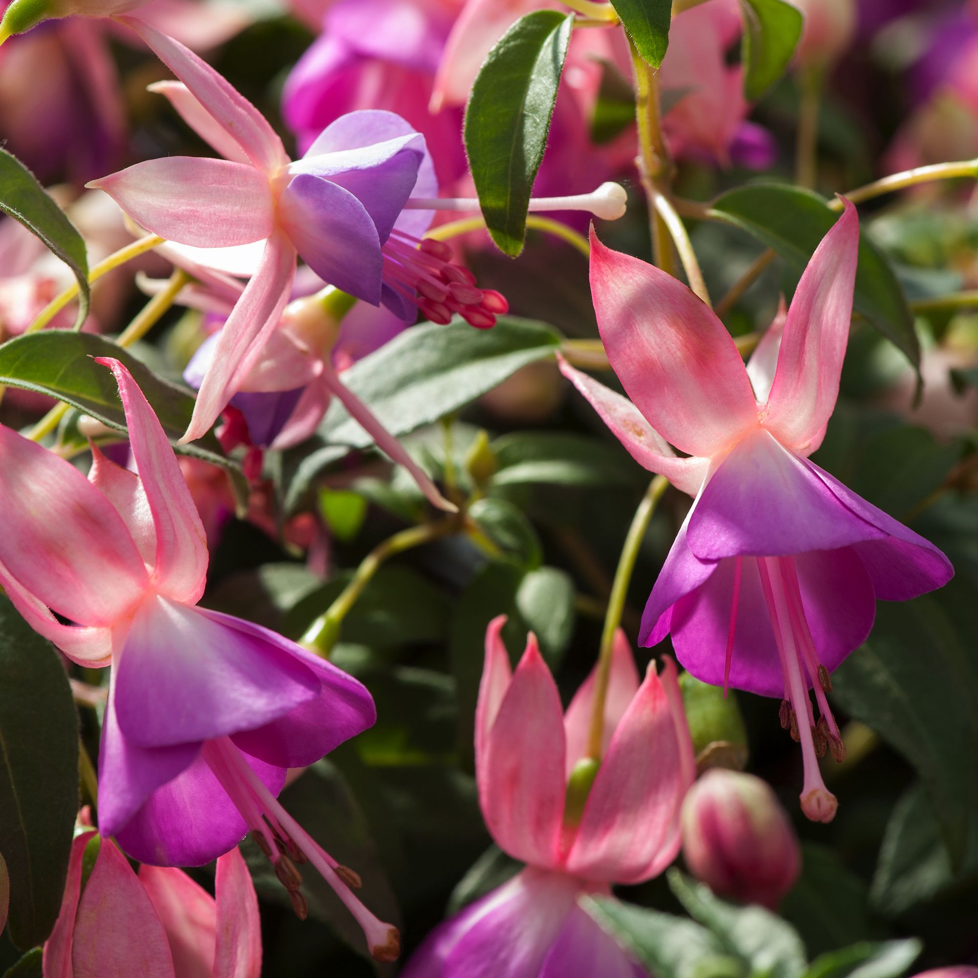 6 cell Fuchsia Mariska Summer Bedding plant, Pack of 2 | DIY at B&Q