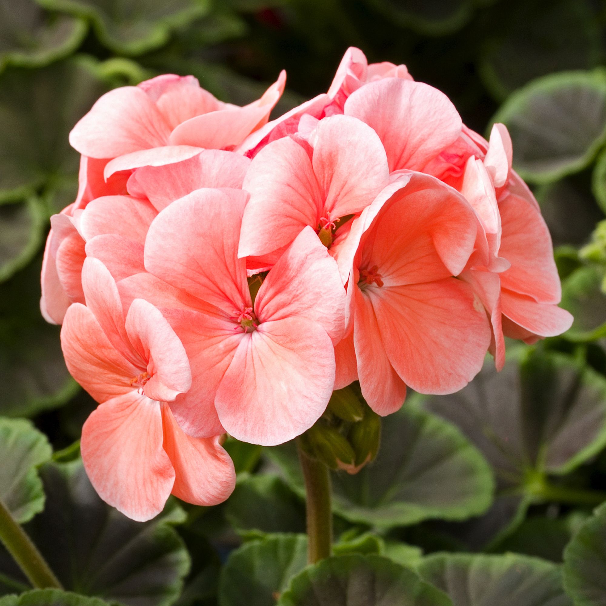 6 cell Geranium Bulls Eye Light Pink Summer Bedding plant, Pack of 2 ...