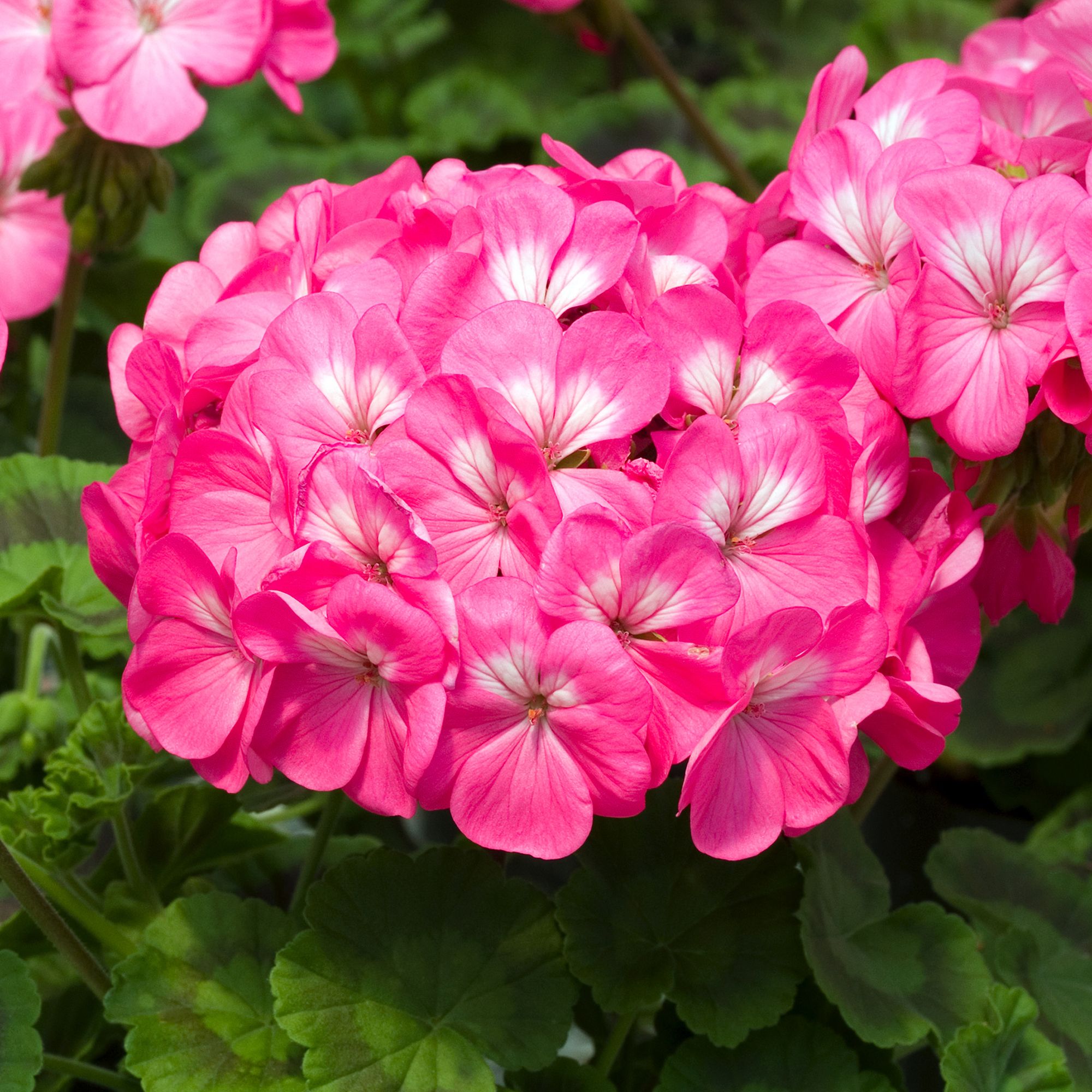 6 cell Geranium Neon Rose Summer Bedding plant, Pack of 2 | DIY at B&Q