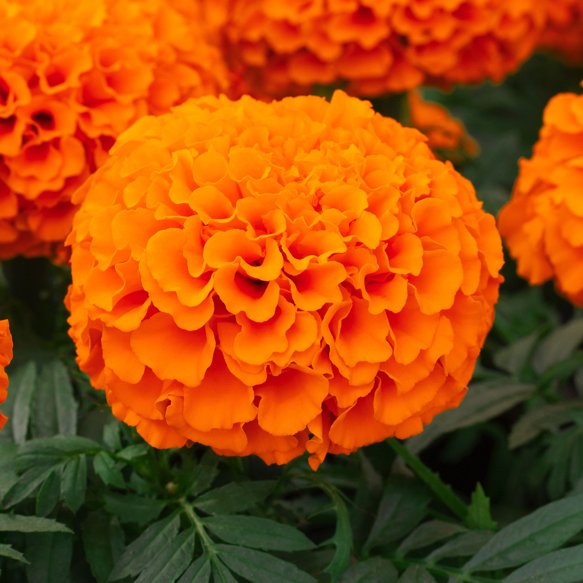 6 cell Marigold African Summer Bedding plant, Pack of 2 | DIY at B&Q