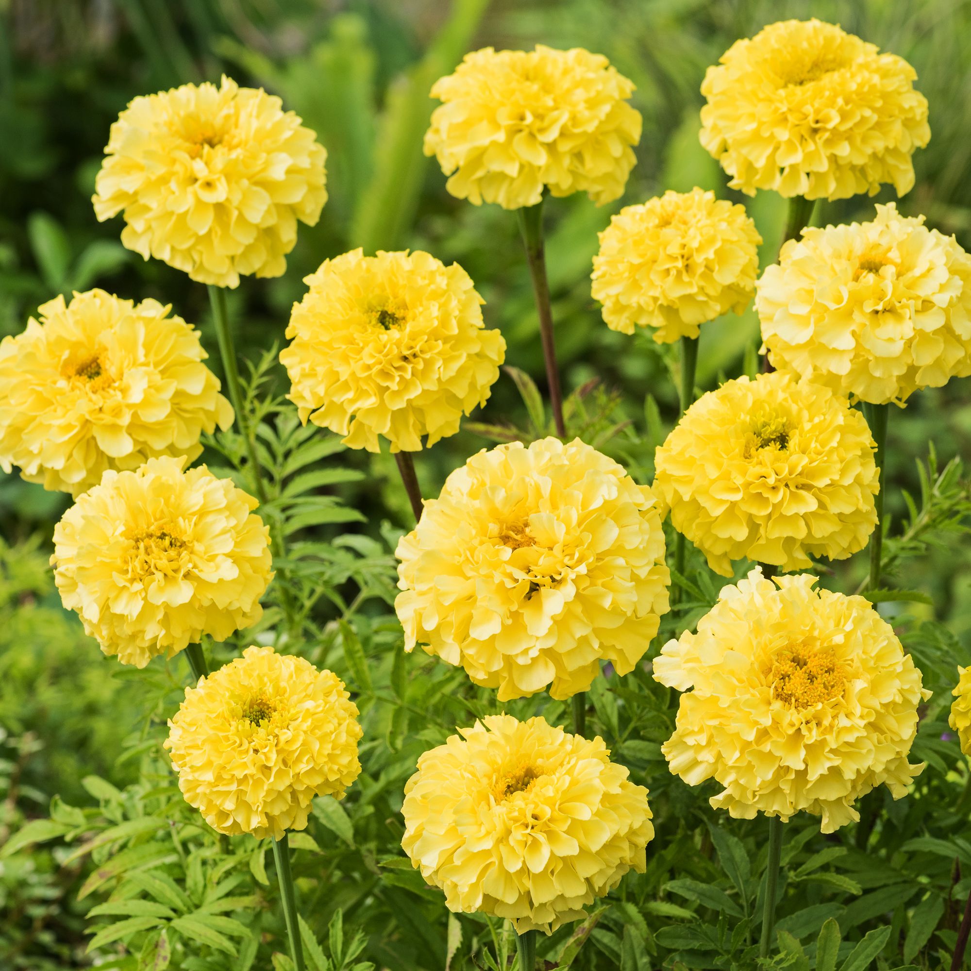 6 cell Marigold African Summer Bedding plant, Pack of 2 | DIY at B&Q
