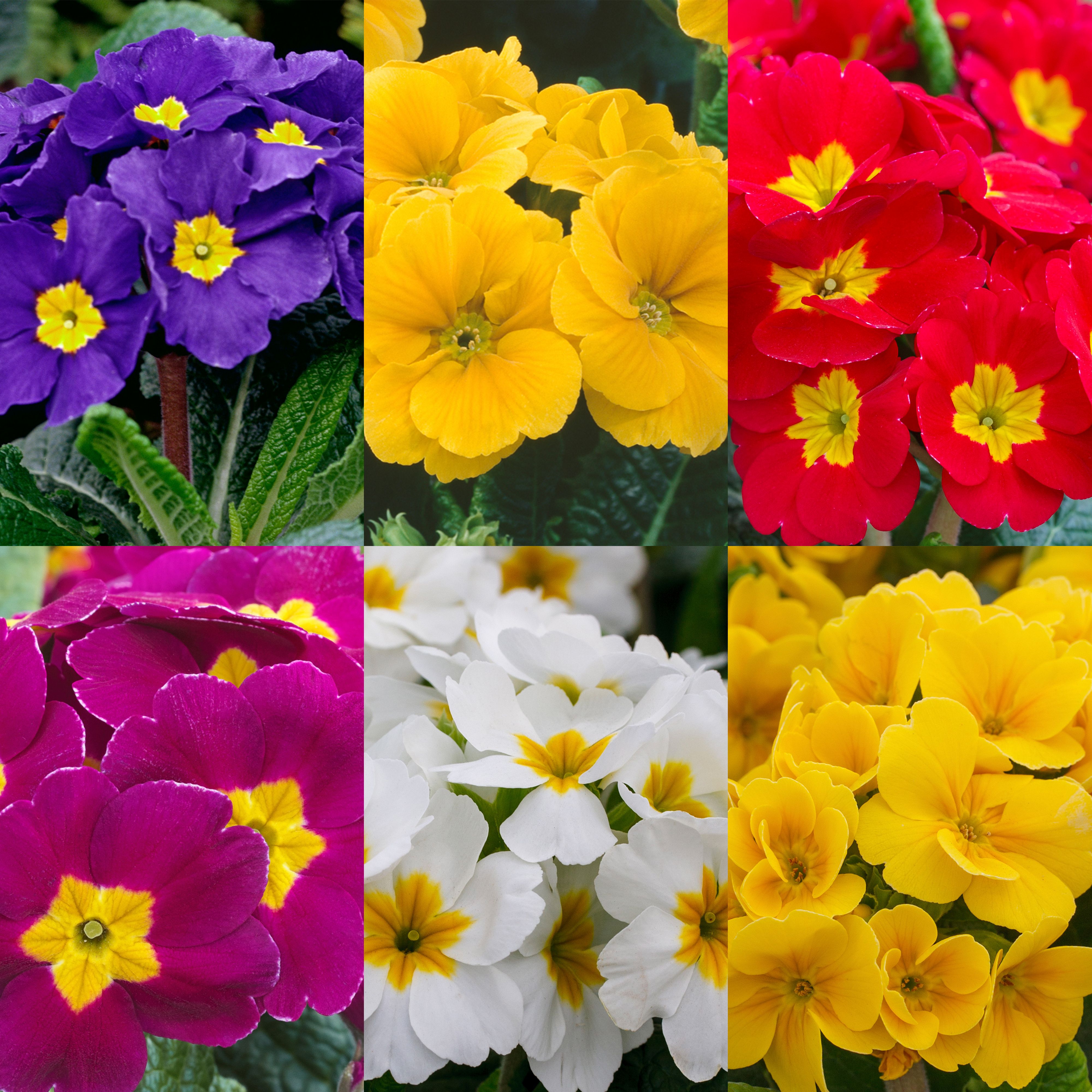 6 cell Polyanthus Mixed Spring Bedding plant, Pack of 2 | DIY at B&Q