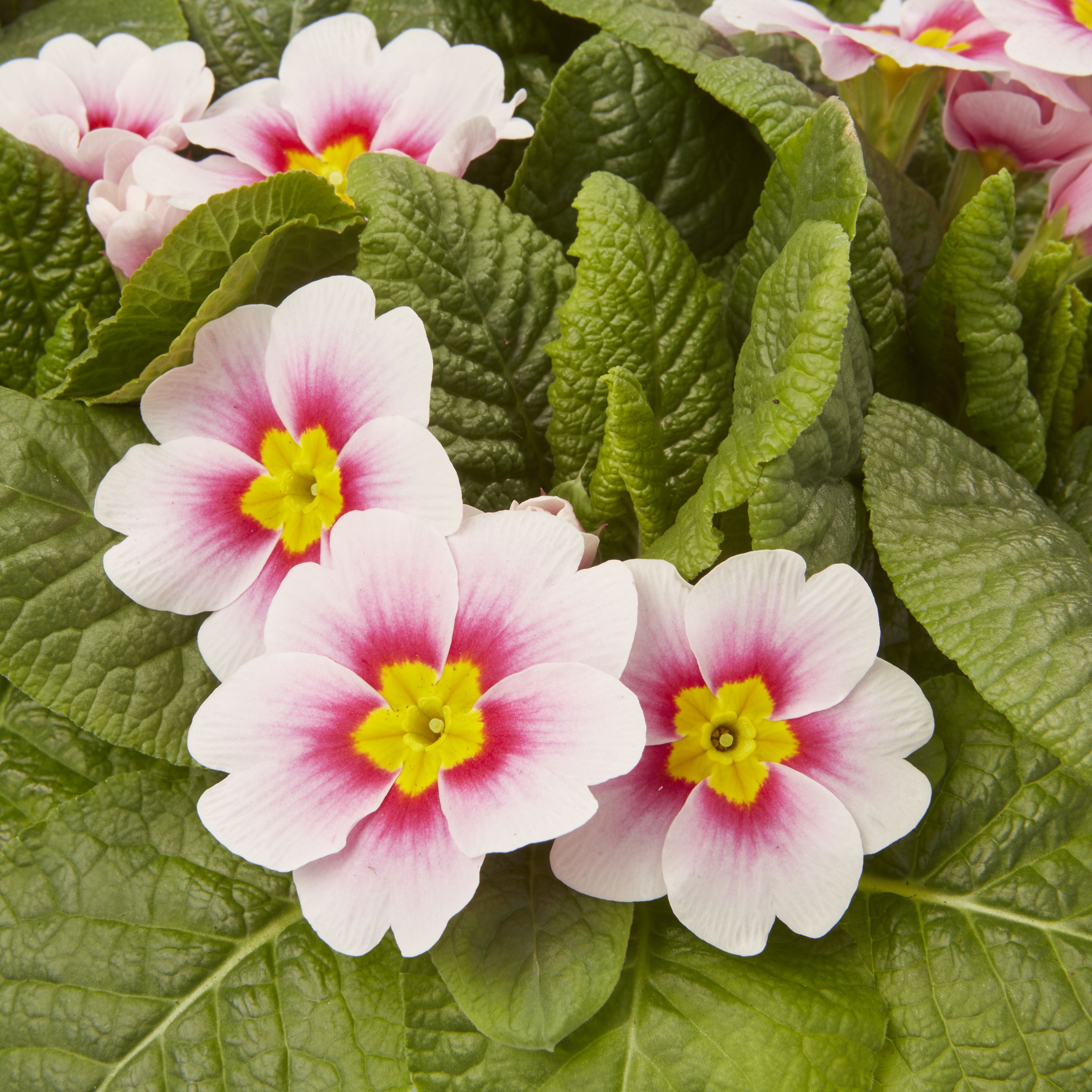 6 cell Primrose Apple blossom Autumn Bedding plant, Pack of 2 | DIY at B&Q