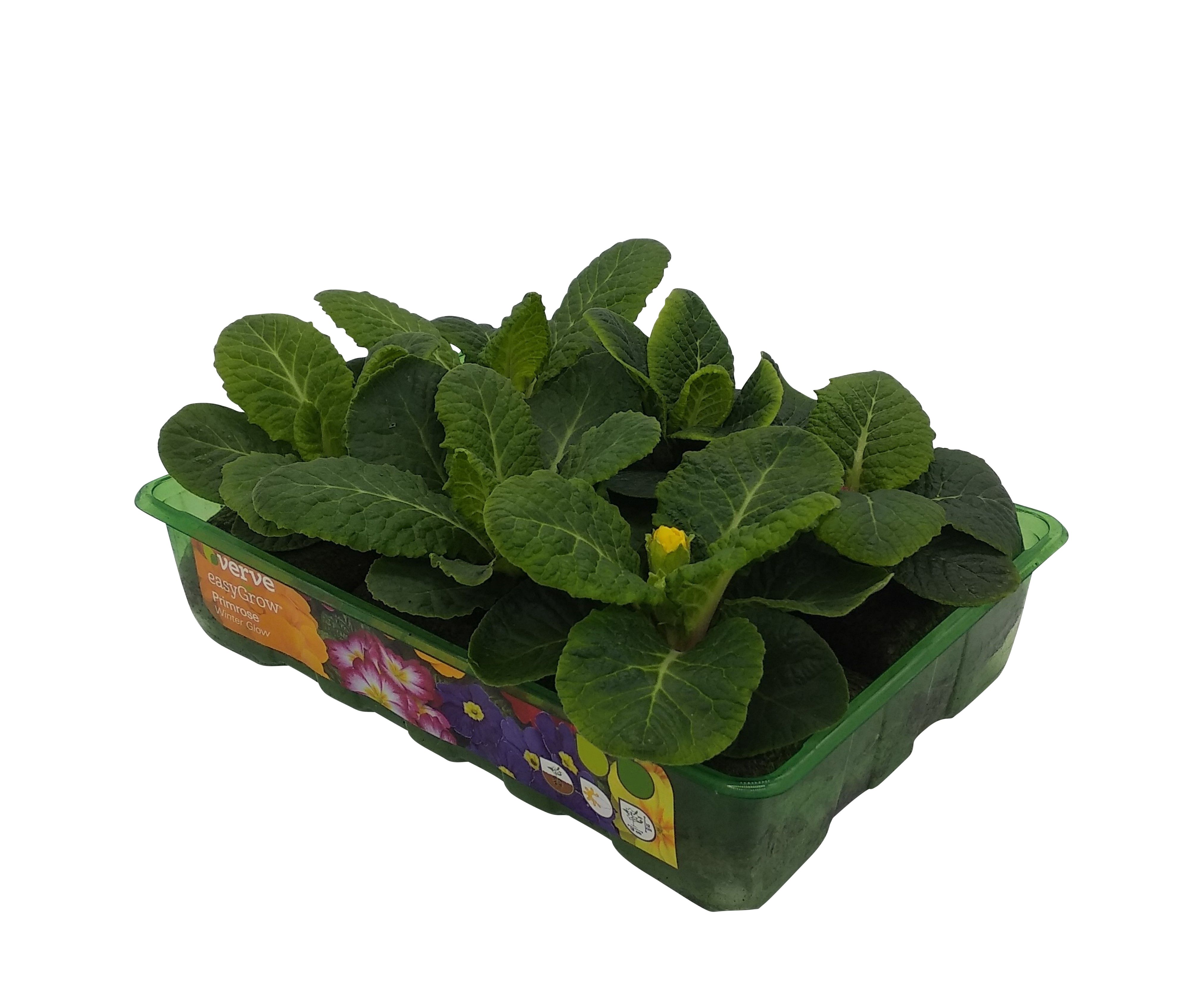 6 cell Primrose Autumn Bedding plant, Pack of 2 | DIY at B&Q