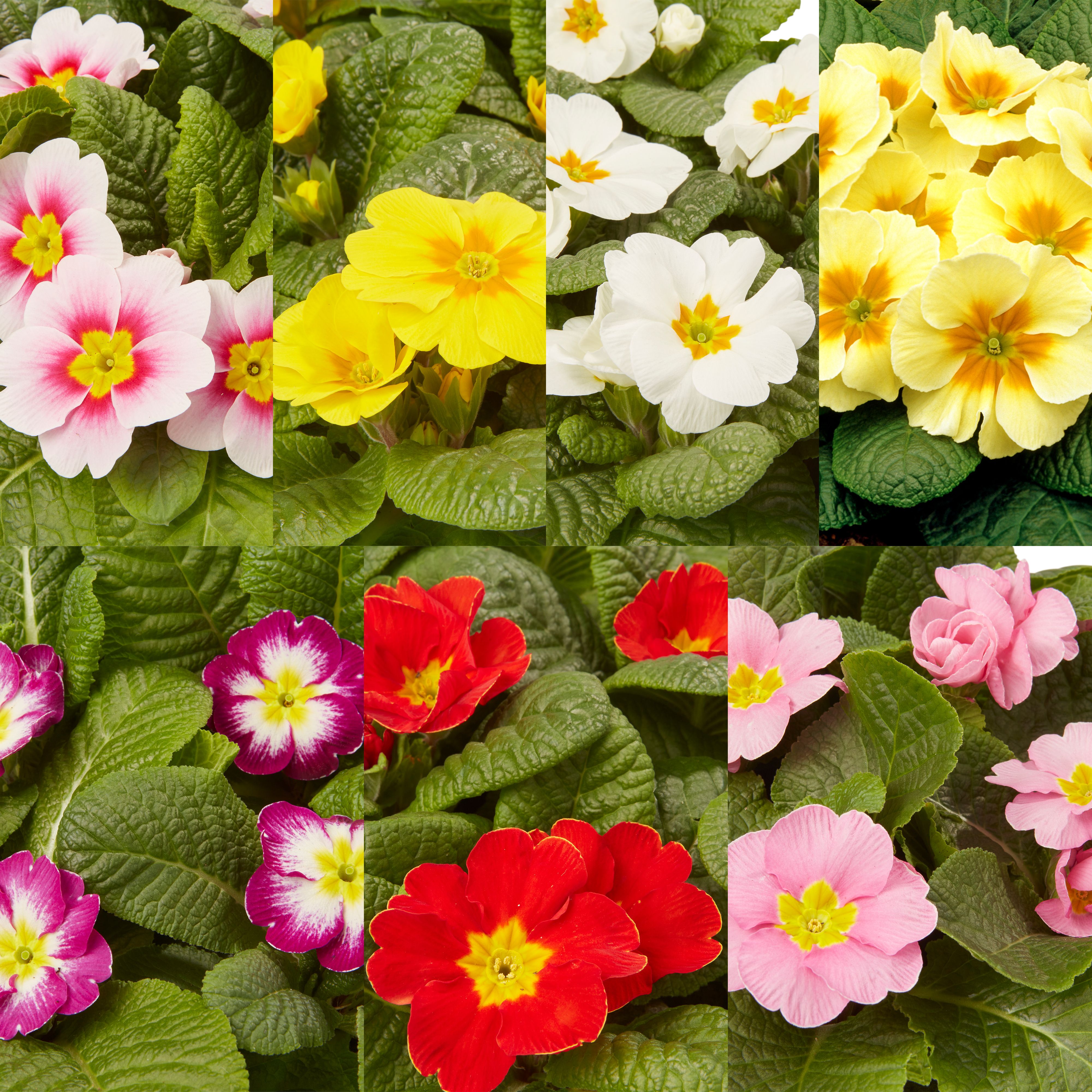 6 cell Primrose Mixed Autumn Bedding plant, Pack of 2 | DIY at B&Q