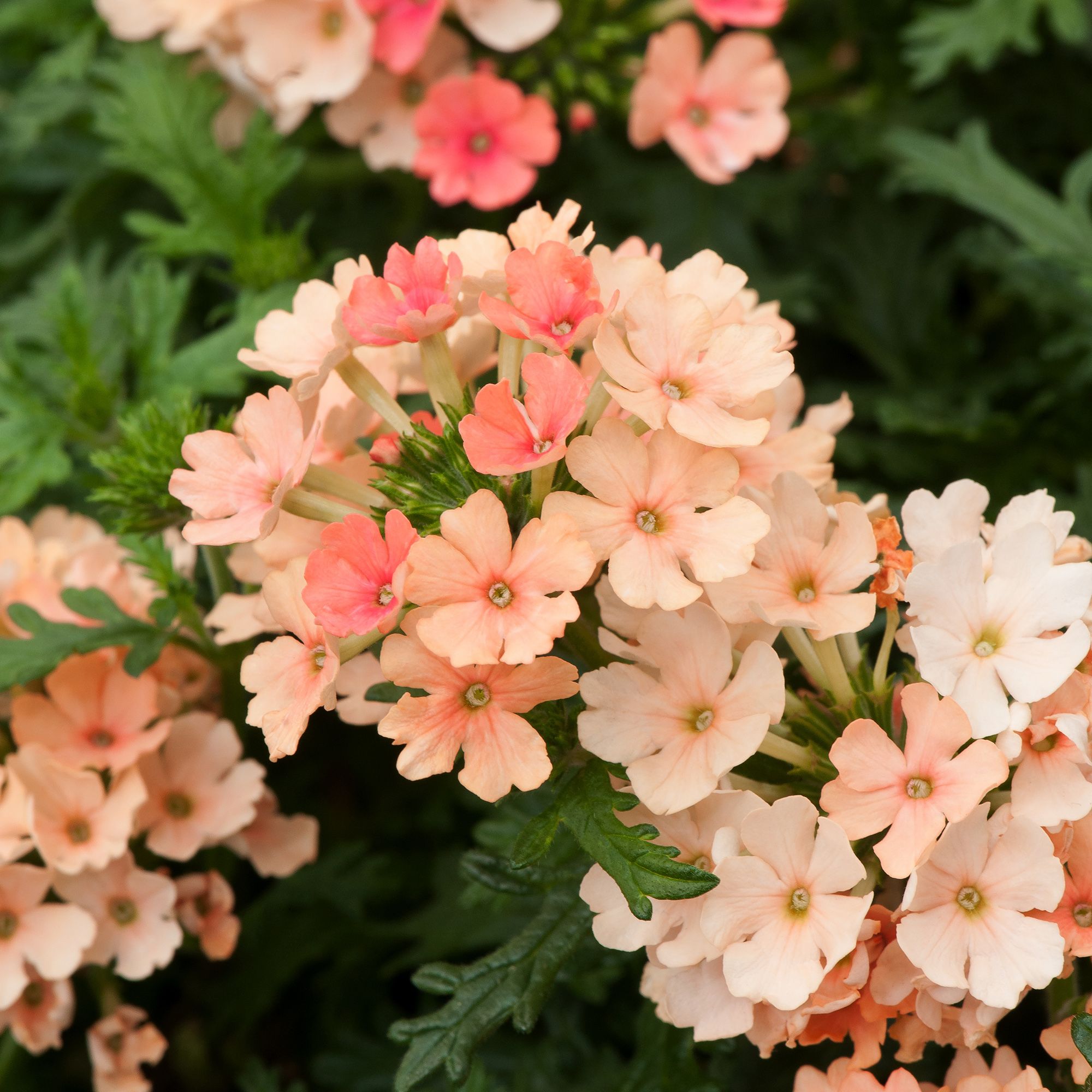 6 cell Verbena Trailing Peach Summer Bedding plant, Pack of 2 | DIY at B&Q