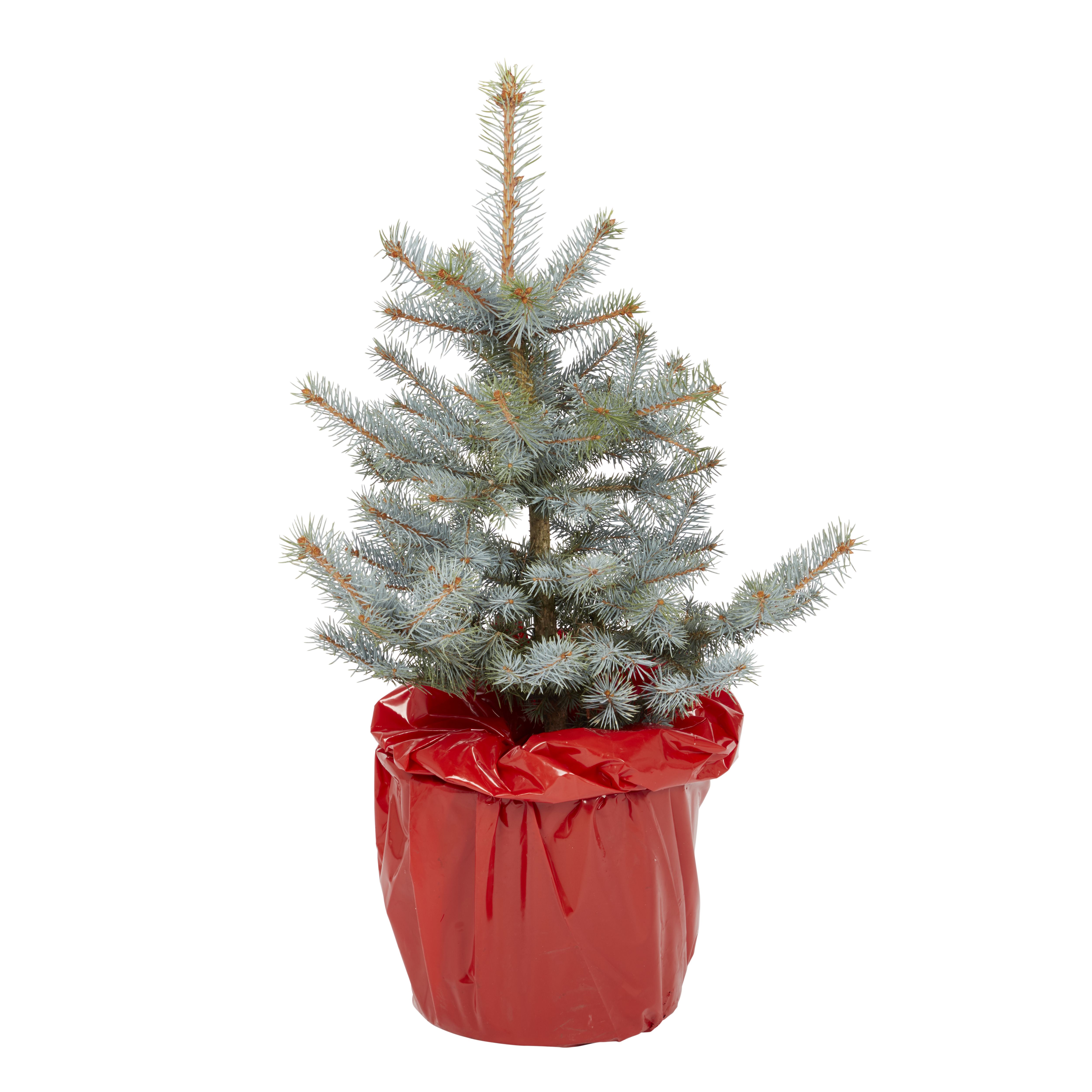 60-80cm Blue spruce Pot grown Christmas tree | DIY at B&Q