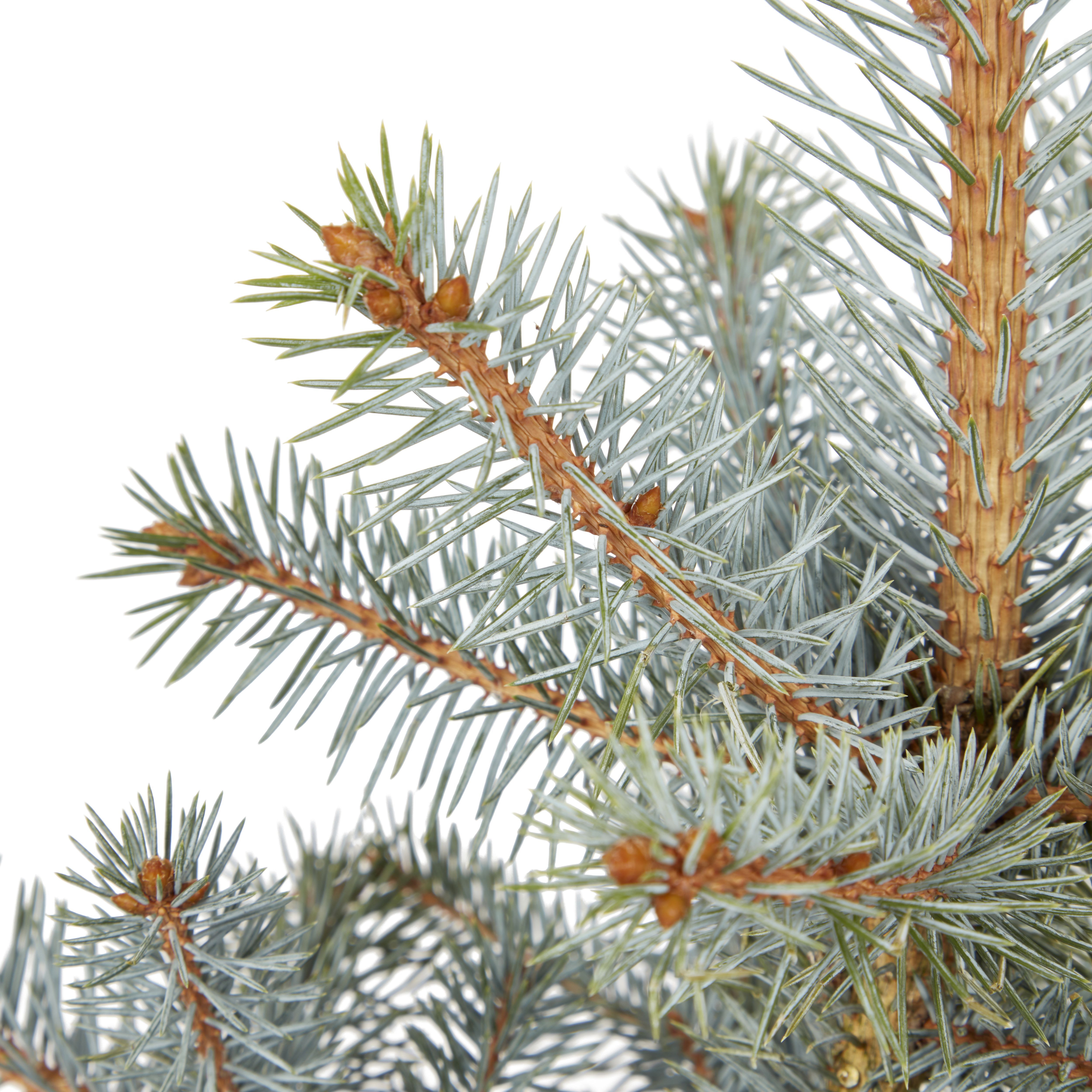 60-80cm Blue spruce Real pot grown Christmas tree