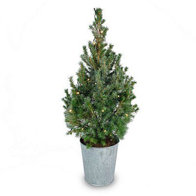 60cm-90cm Pot grown Christmas tree | DIY at B&Q