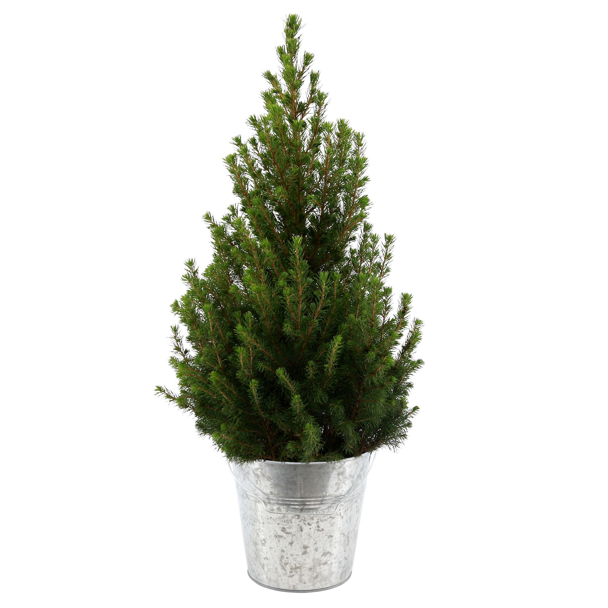 70cm White spruce Pyramid Real pot grown Christmas tree