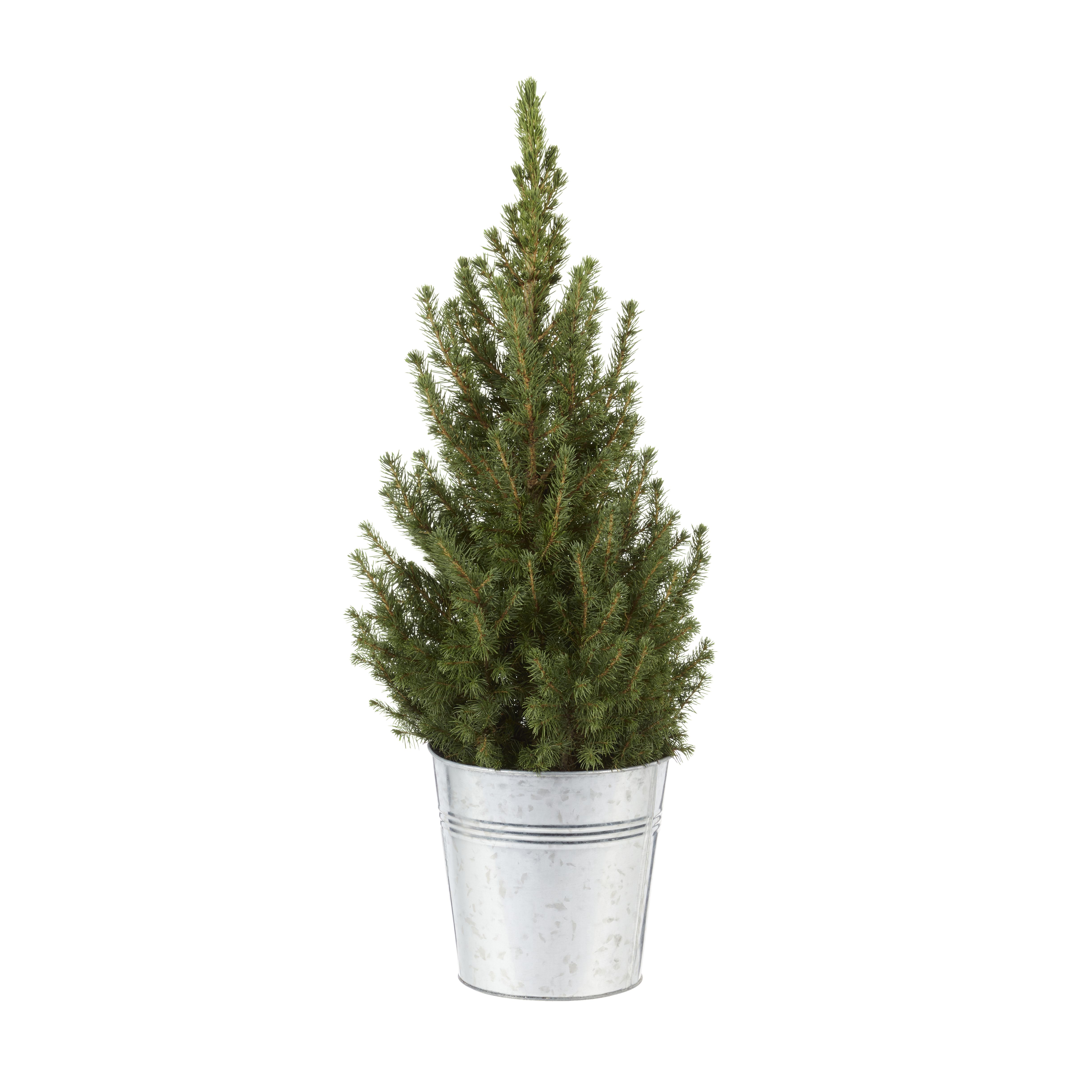 70cm White spruce Pyramid Real pot grown Christmas tree