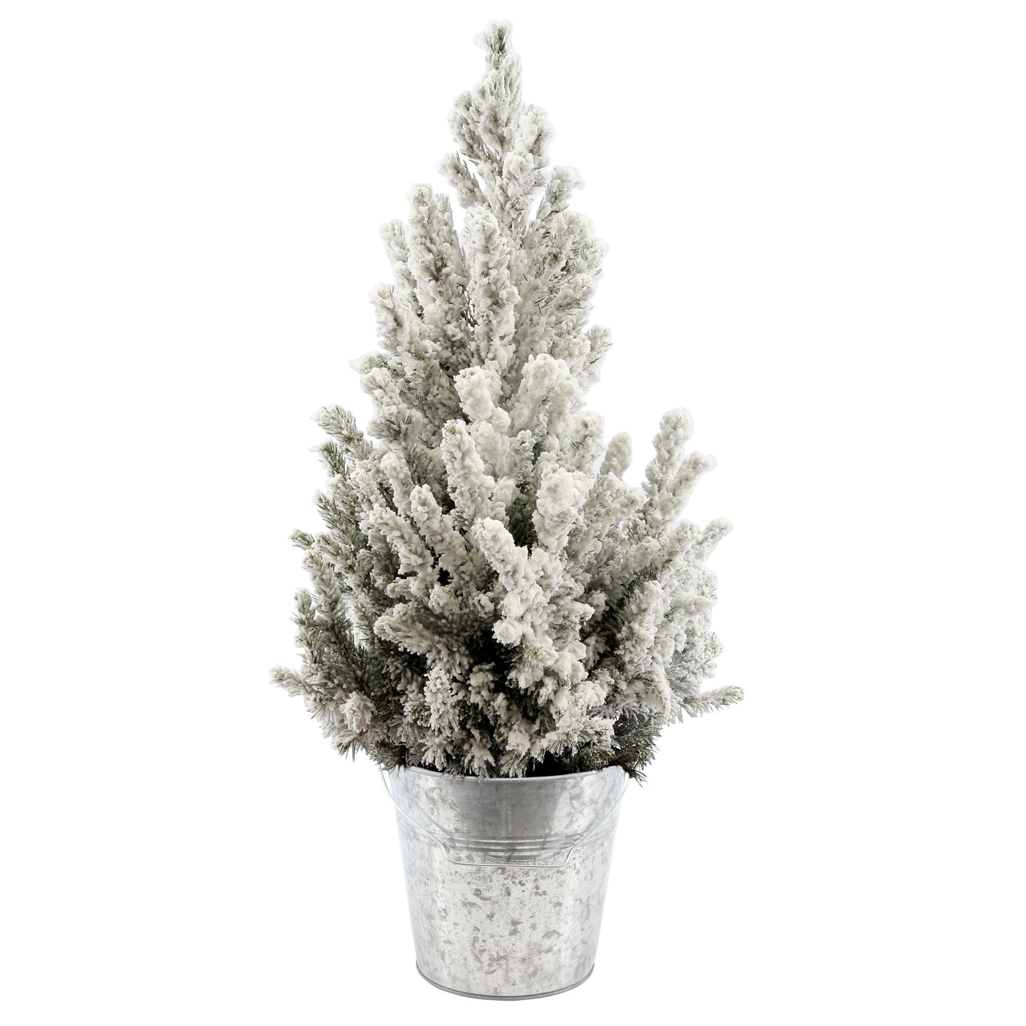 70cm White spruce Pyramid Real pot grown Christmas tree