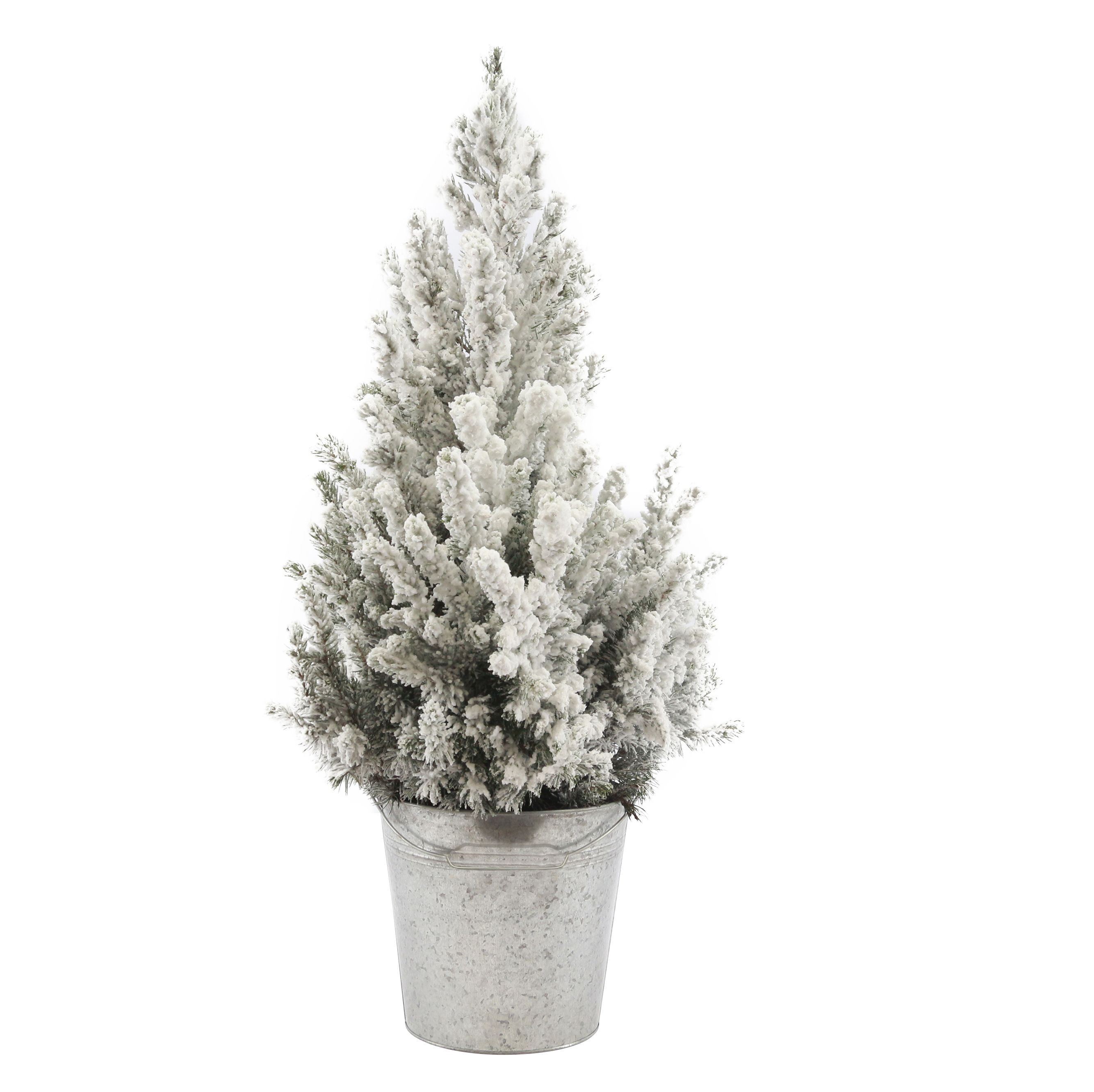 70cm White spruce Pyramid Real pot grown Christmas tree
