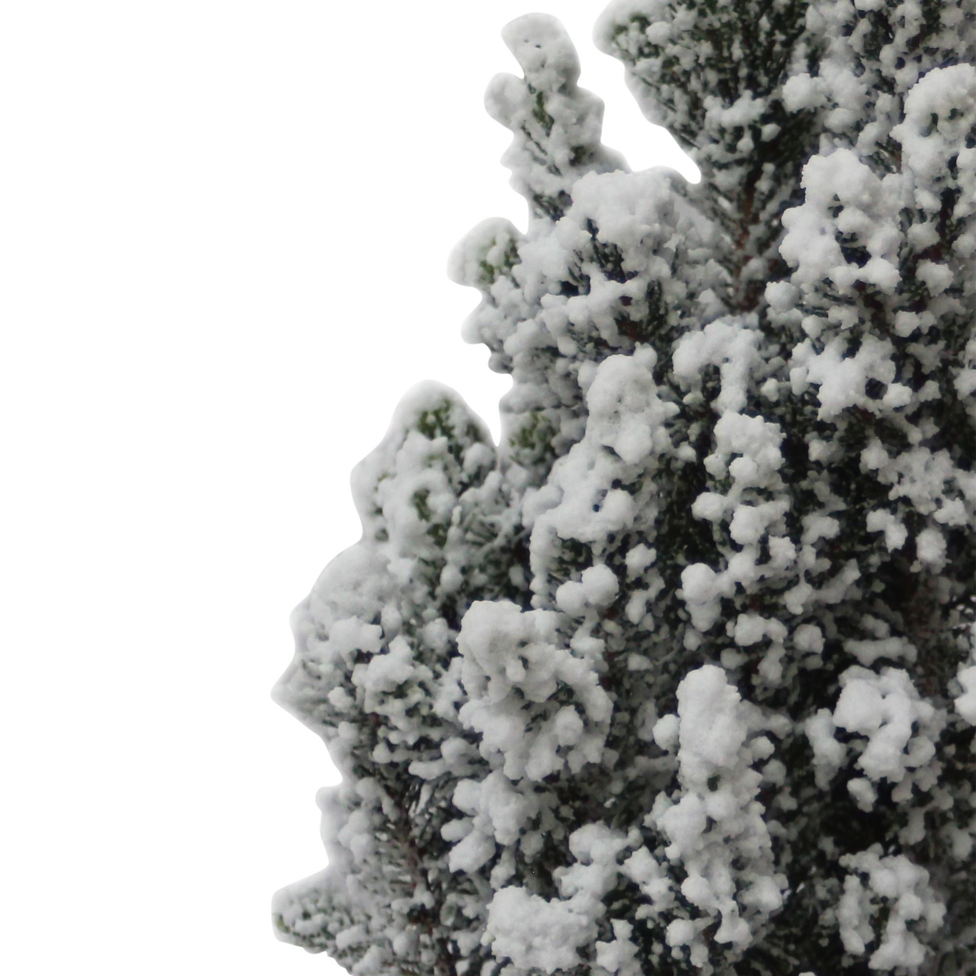 70cm White spruce Pyramid Real pot grown Christmas tree