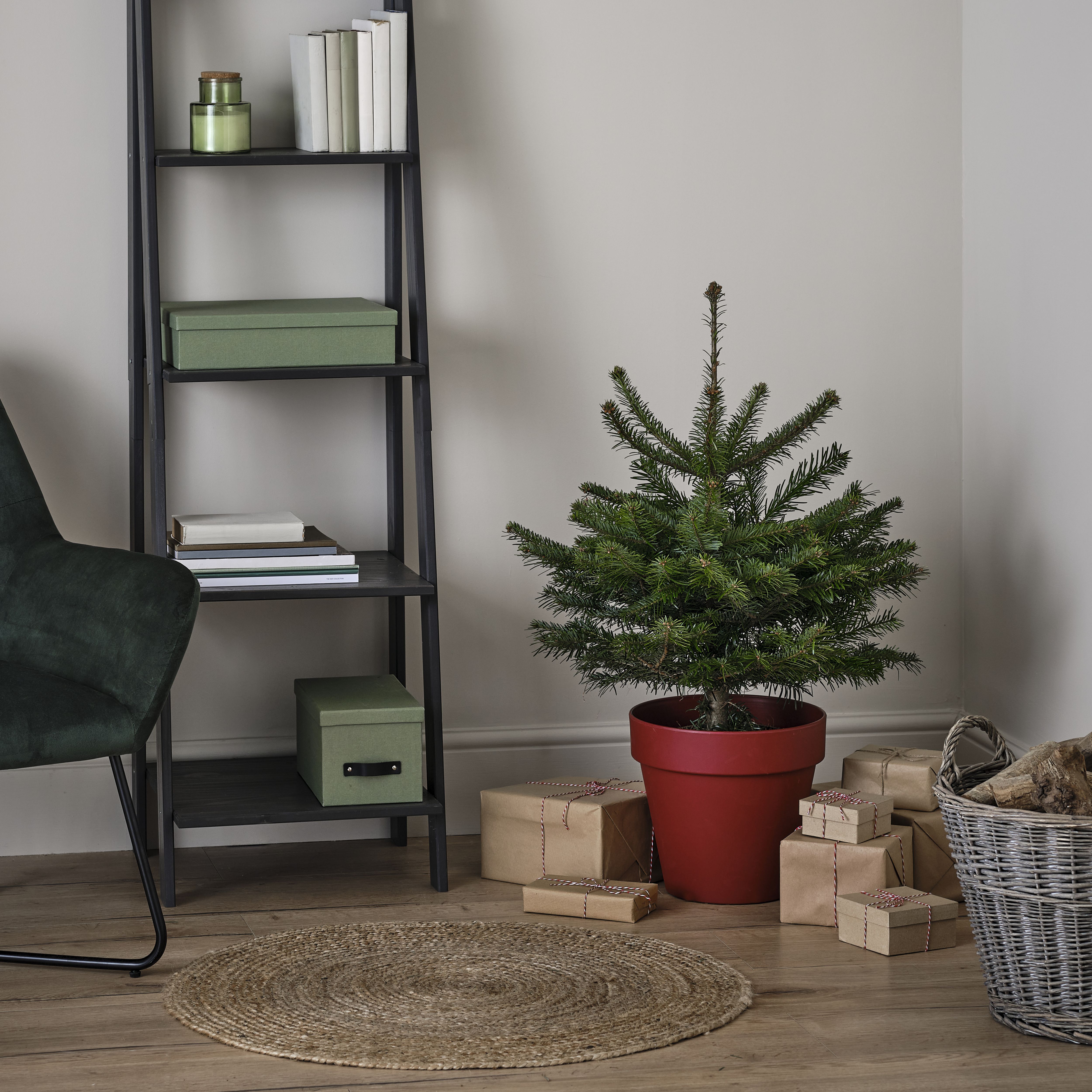 80-100cm Nordmann fir Pyramid Real pot grown Christmas tree