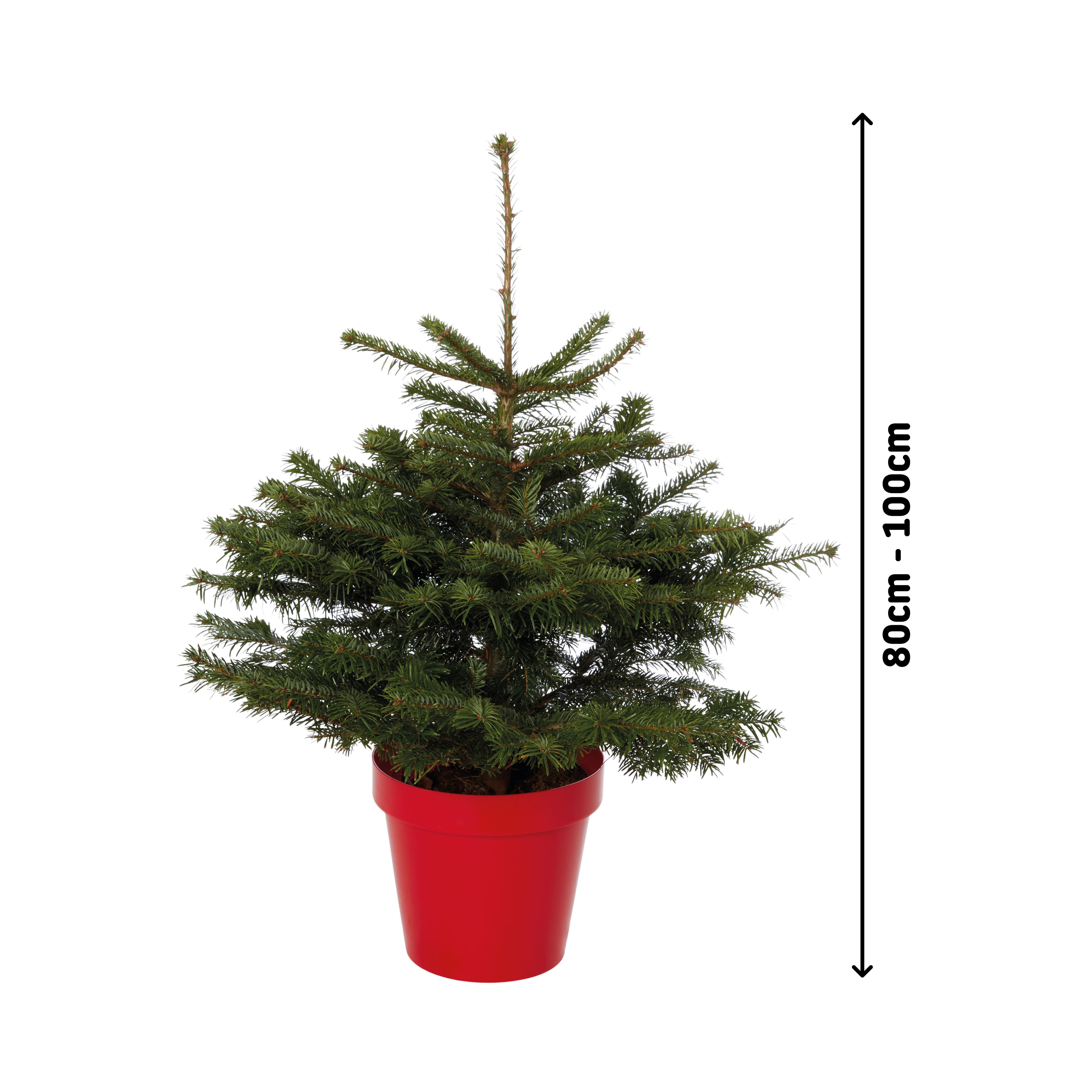 80-100cm Nordmann fir Pyramid Real pot grown Christmas tree