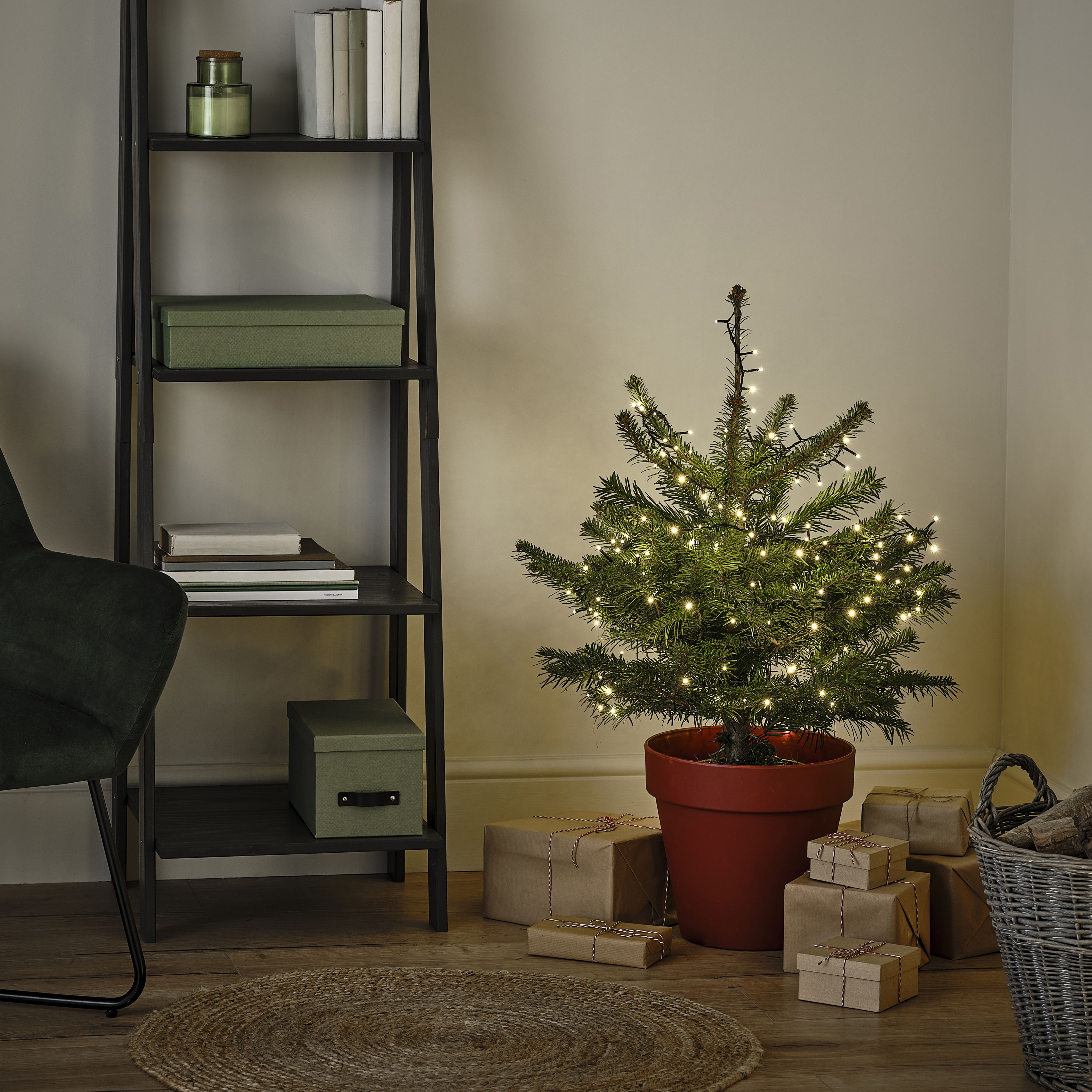 80-100cm Nordmann fir Pyramid Real pot grown Christmas tree