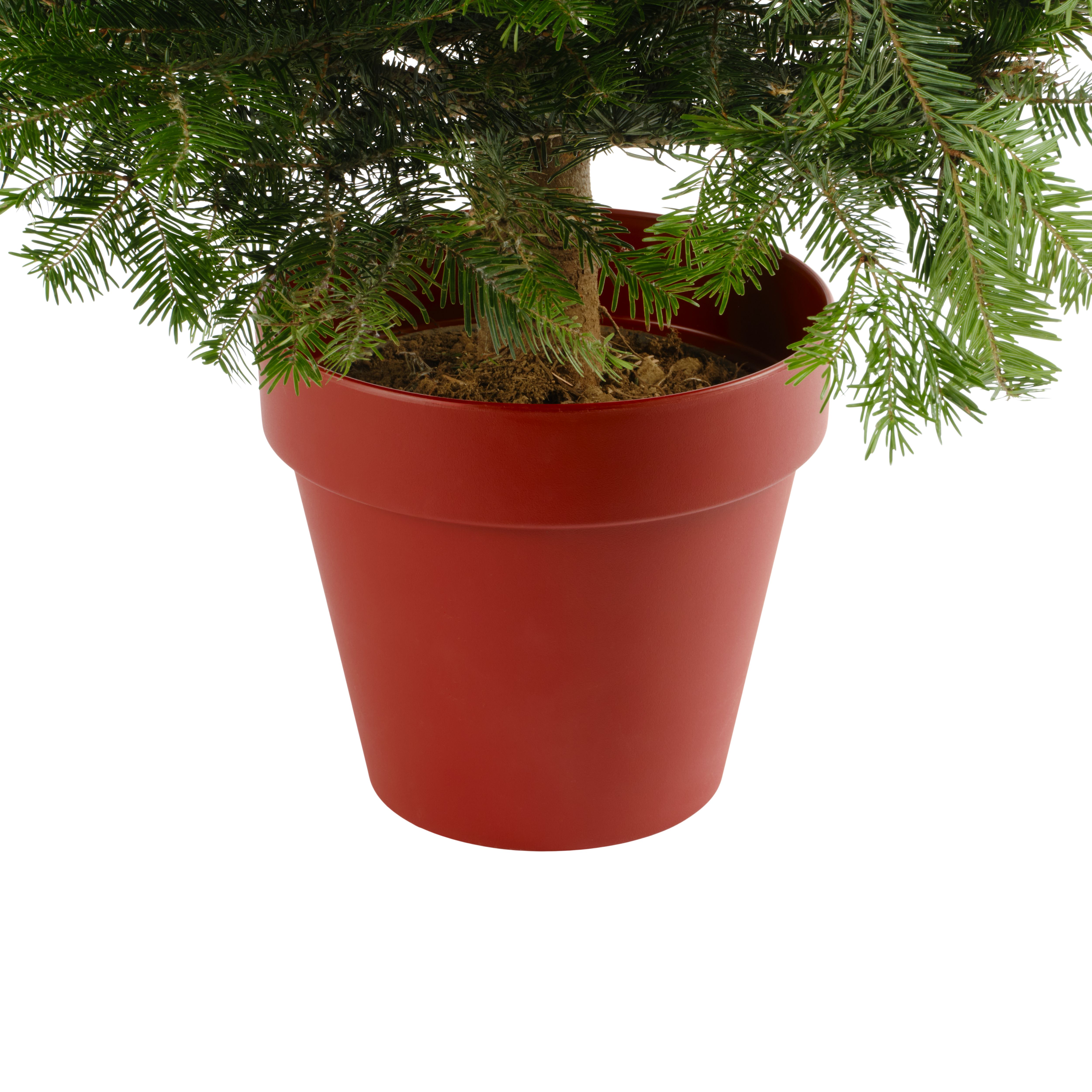 80-100cm Nordmann fir Pyramid Real pot grown Christmas tree