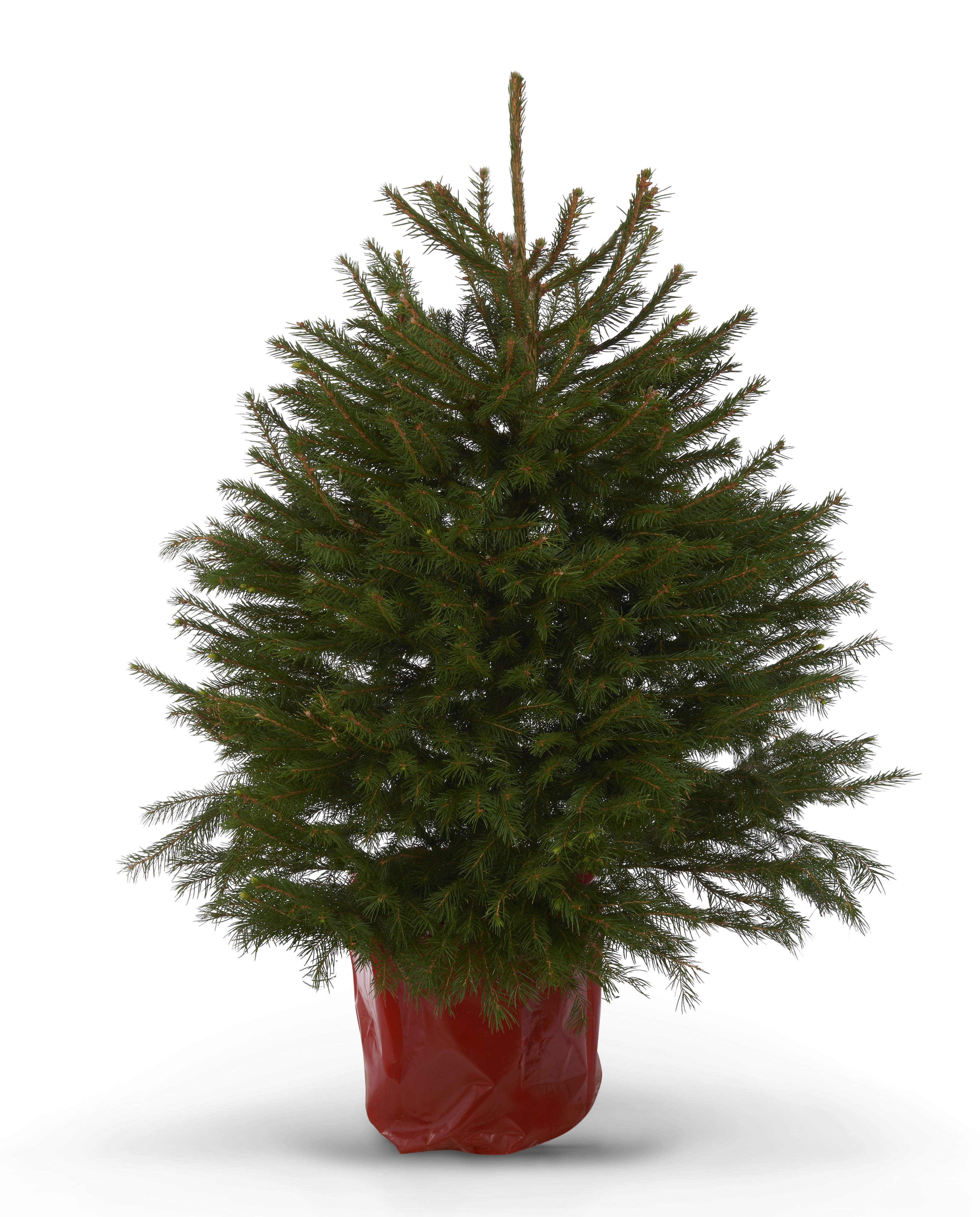 80-100cm Norway spruce Pot grown Christmas tree | DIY at B&Q