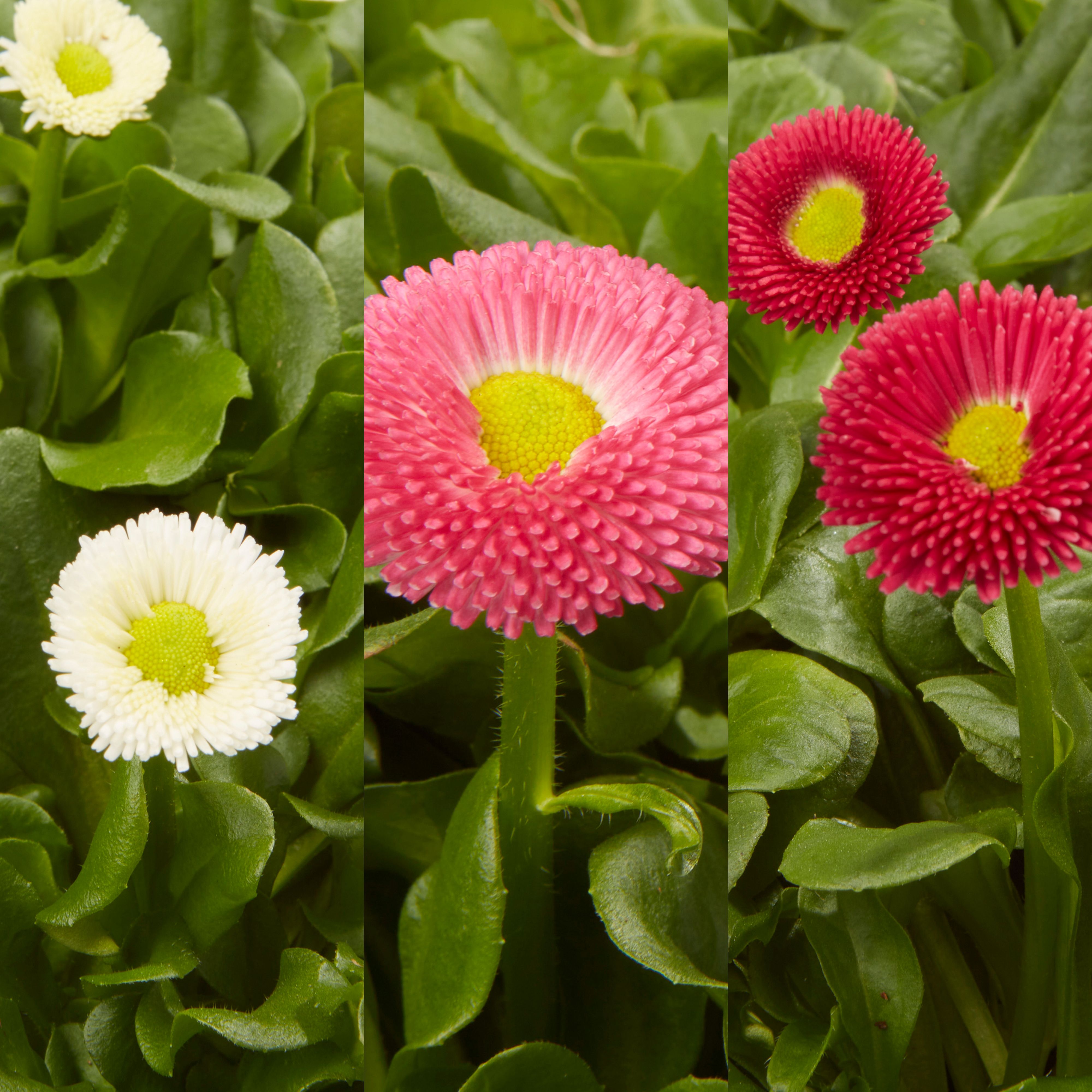 9 cell Bellis Mixed Autumn Bedding plant, Pack of 4 | DIY at B&Q