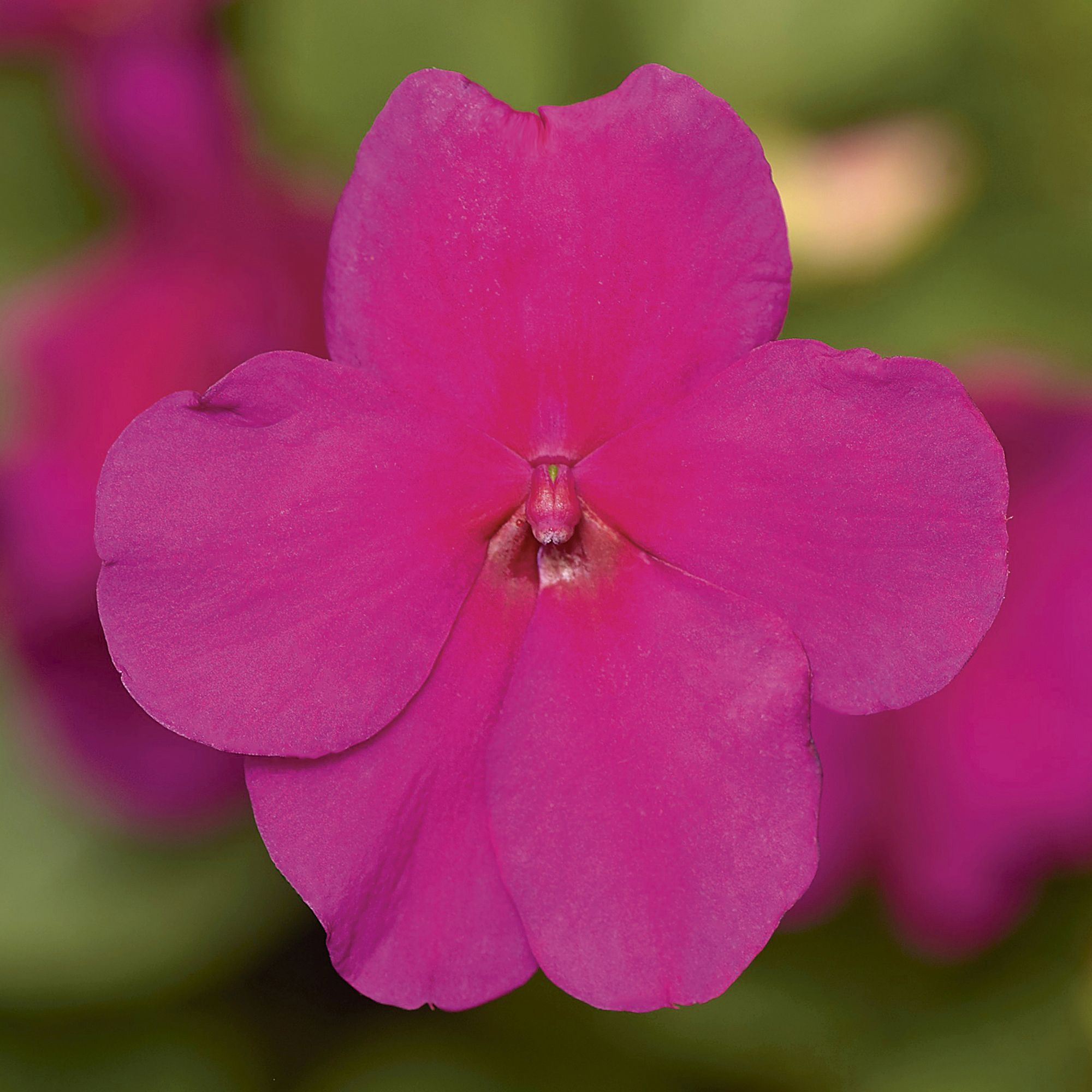 9 cell Bizzie lizzie Violet Summer Bedding plant, Pack of 4 | DIY at B&Q