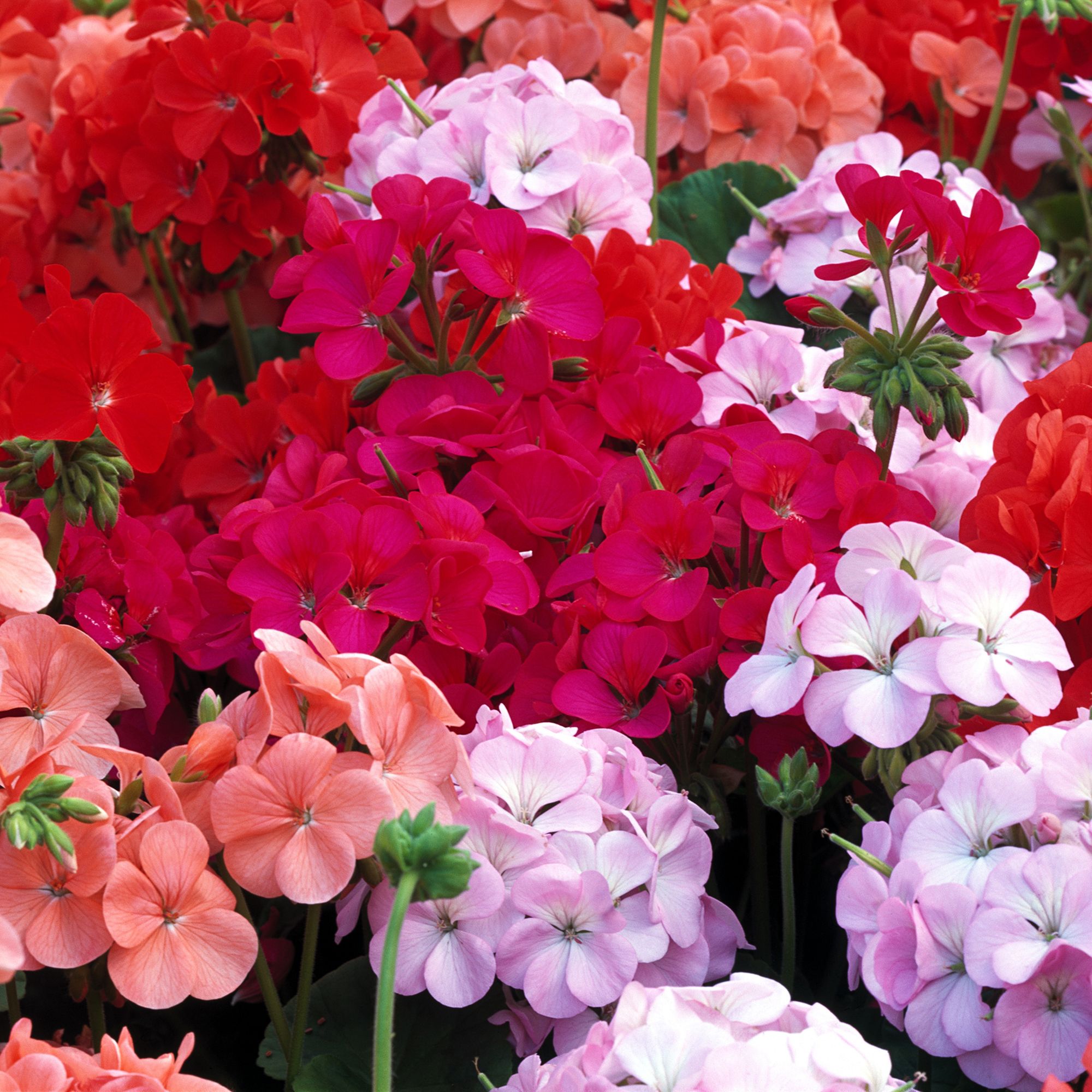 9 cell Geranium Summer Sorbet Summer Bedding plant, Pack of 4