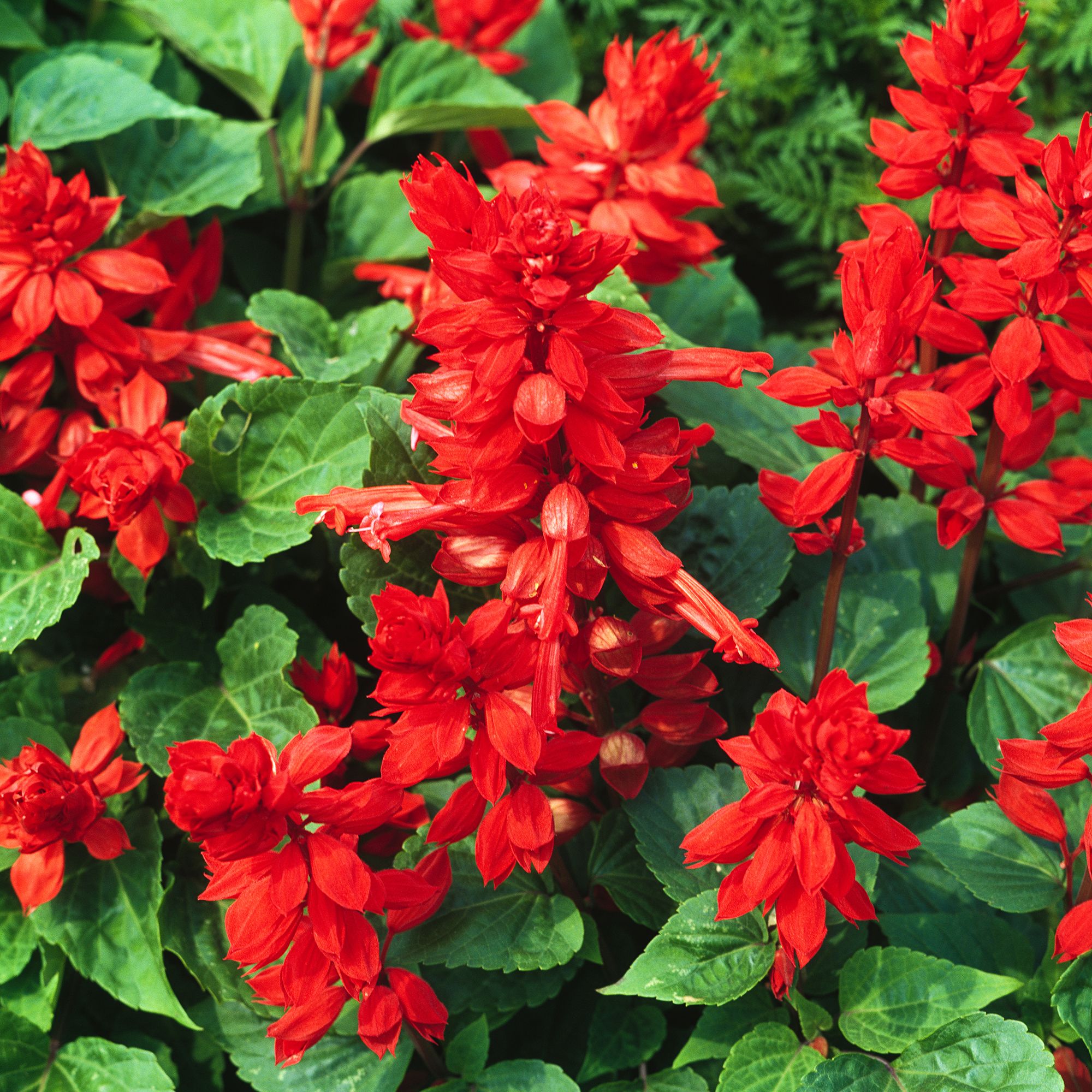 9 cell Salvia Red Summer Bedding plant, Pack of 4 | DIY at B&Q