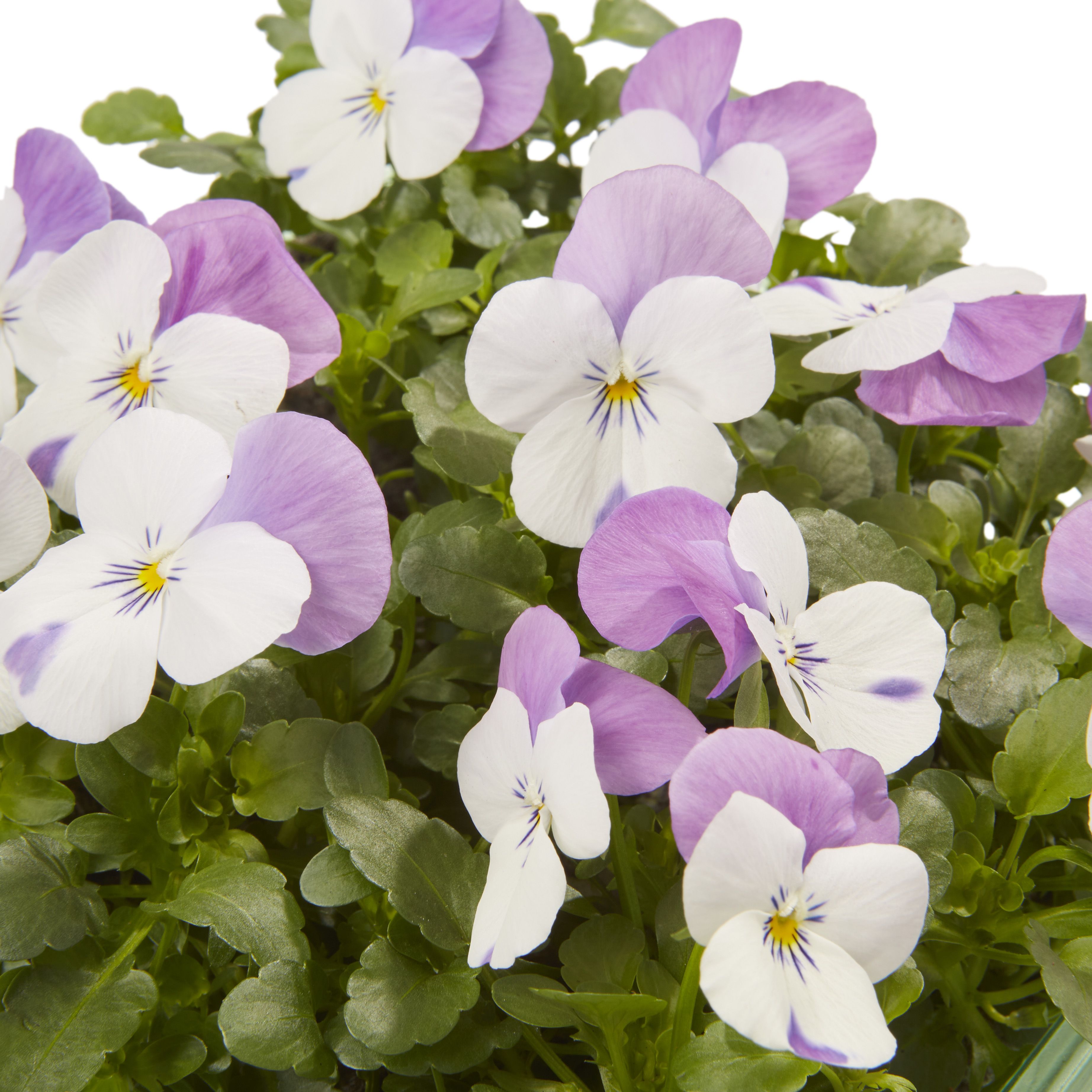 9 cell Viola Pink wing Autumn Bedding plant, Pack of 4 | DIY at B&Q