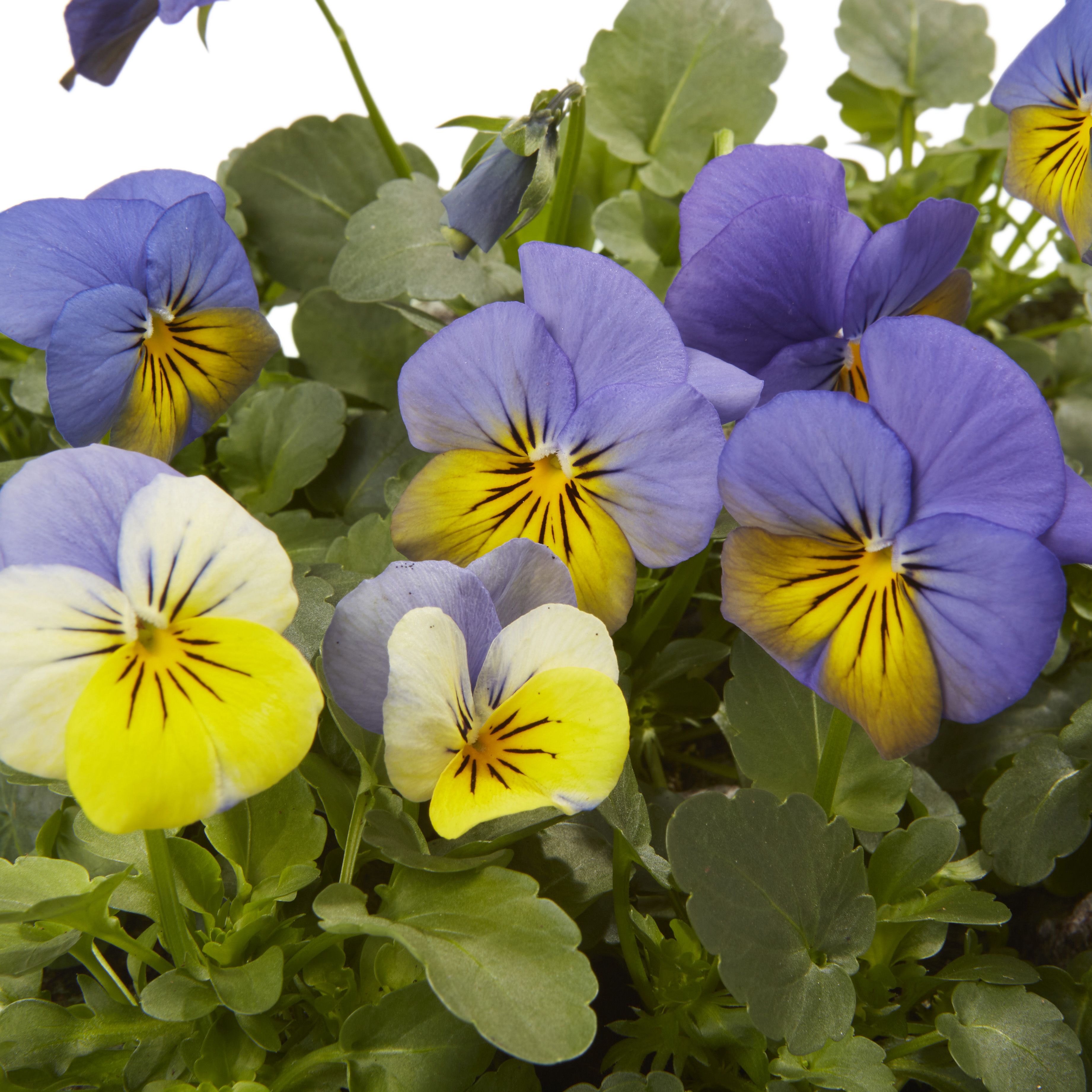 9 cell Viola Yellow jump up Autumn Bedding plant, Pack of 4 | DIY at B&Q