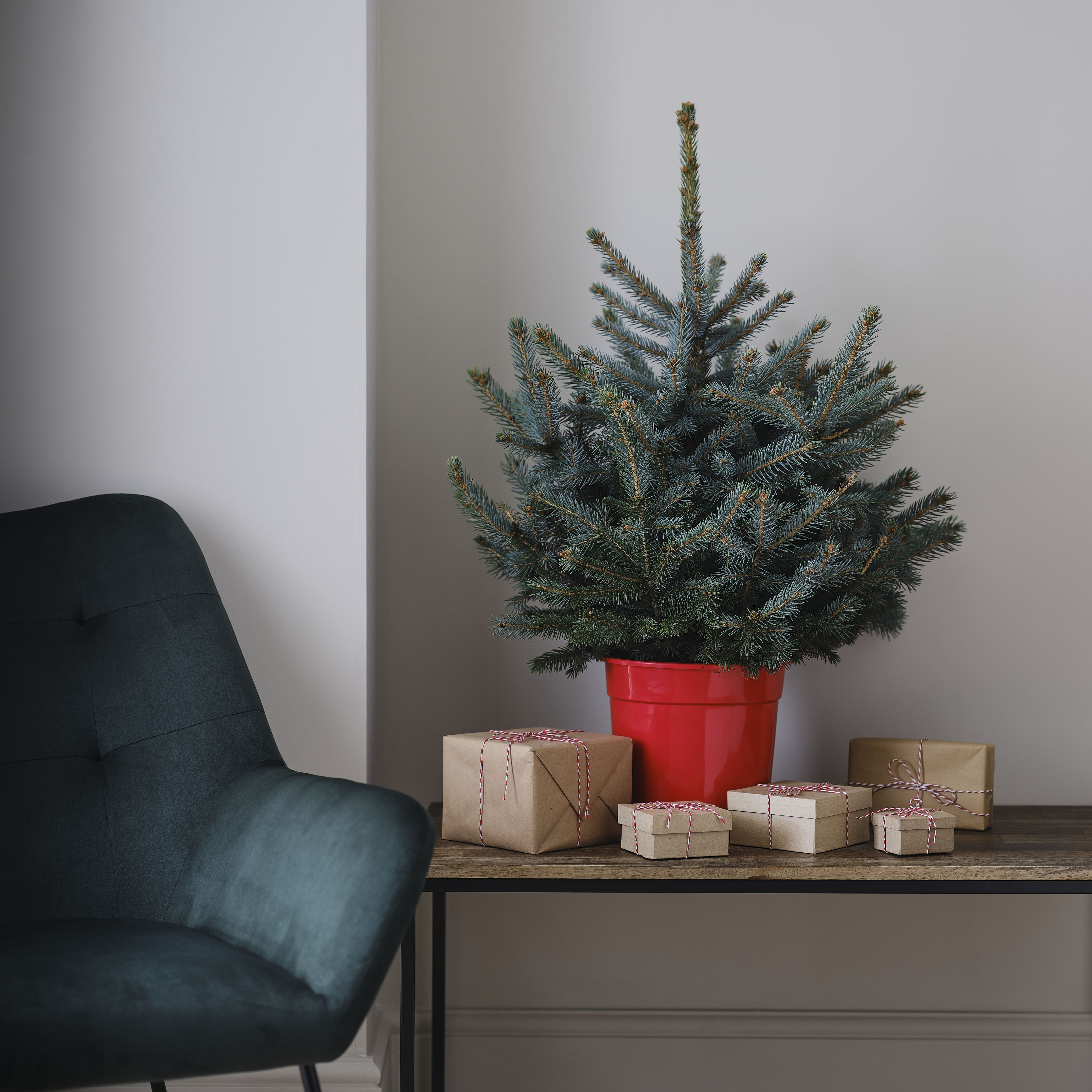 90-100cm Blue spruce Real pot grown Christmas tree