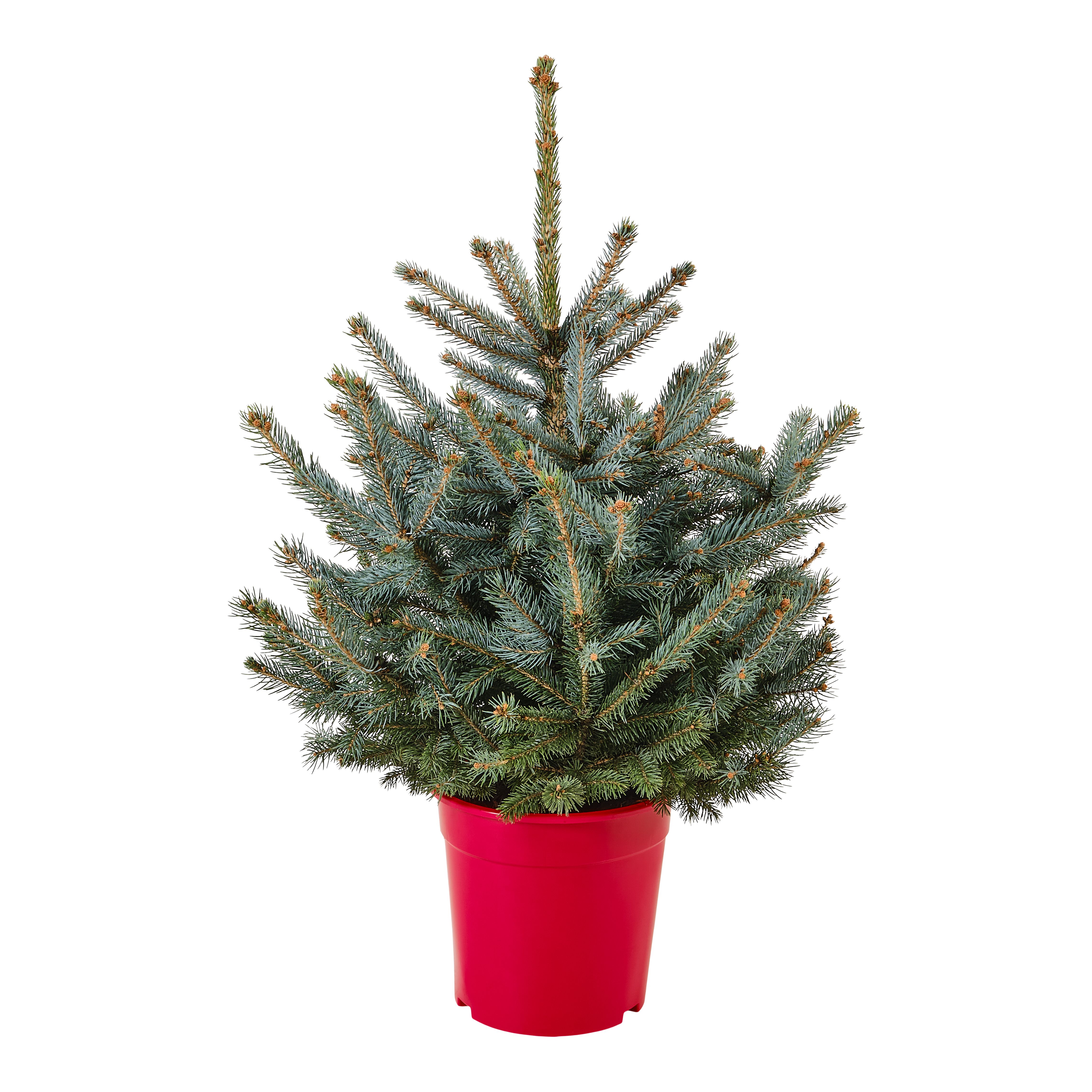90-100cm Blue spruce Real pot grown Christmas tree