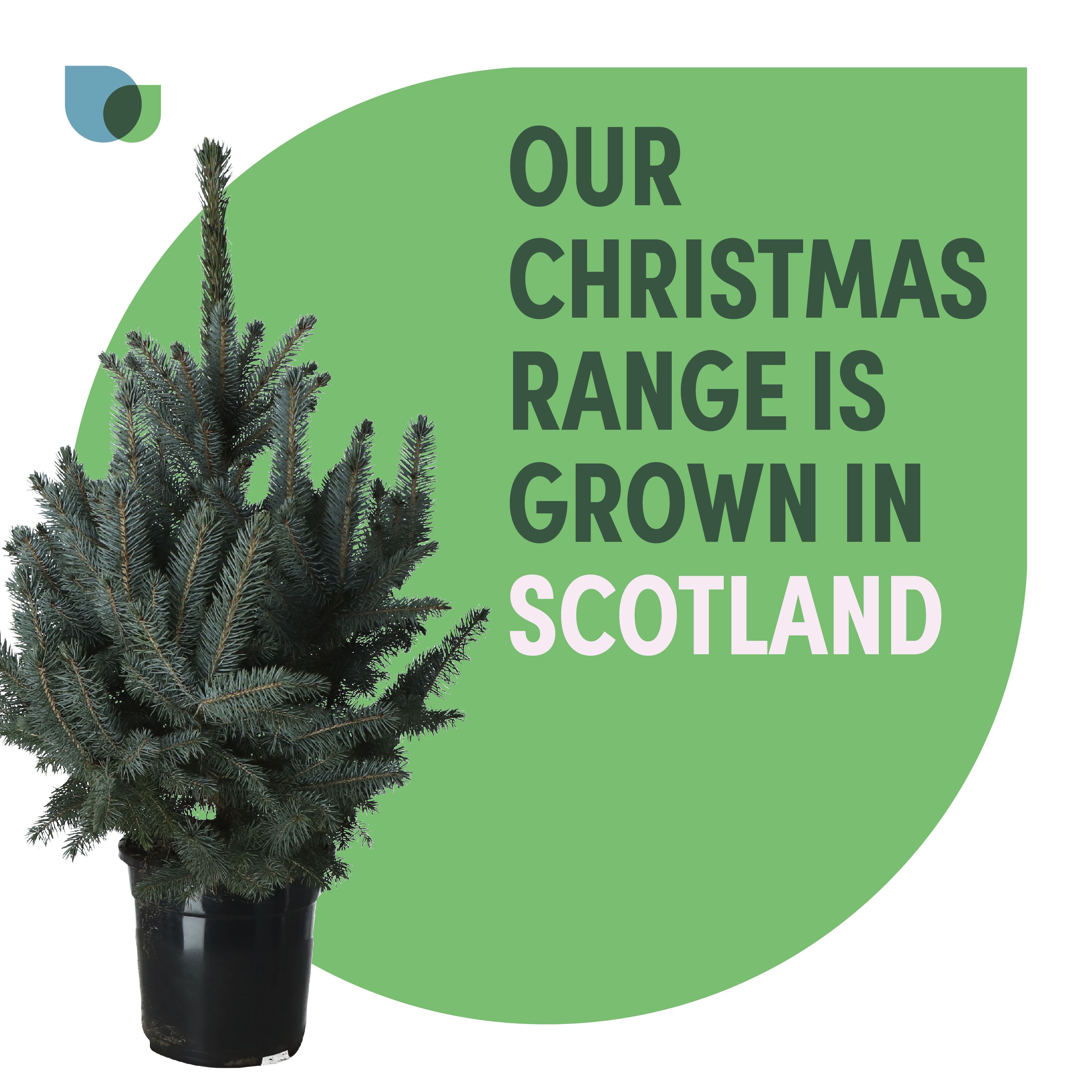 90-100cm Blue spruce Real pot grown Christmas tree