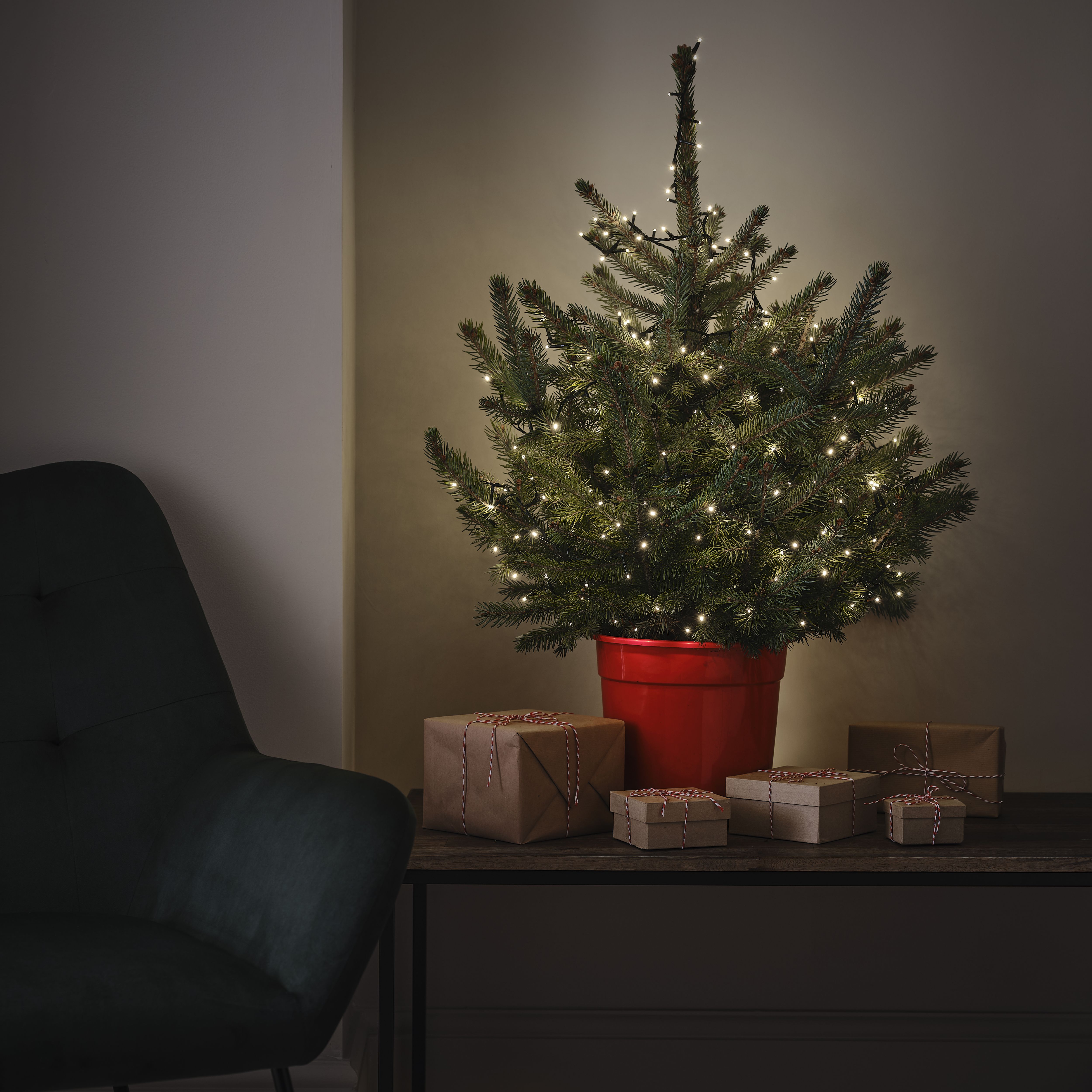 90-100cm Blue spruce Real pot grown Christmas tree