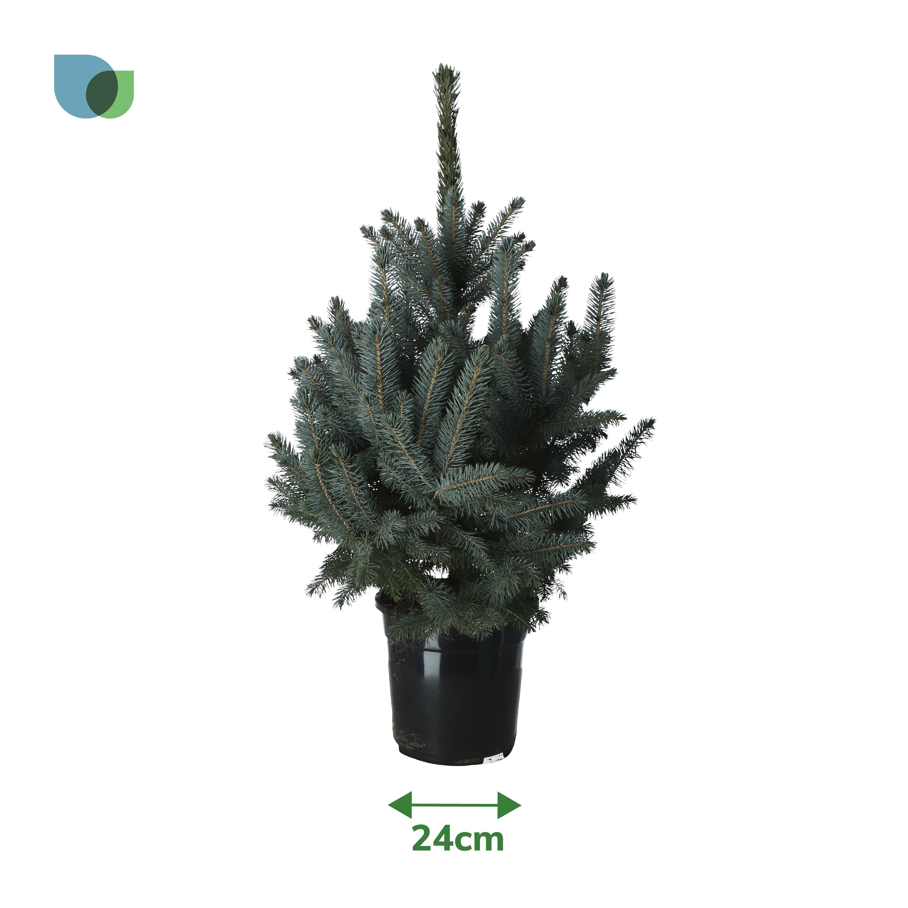 90-100cm Blue spruce Real pot grown Christmas tree