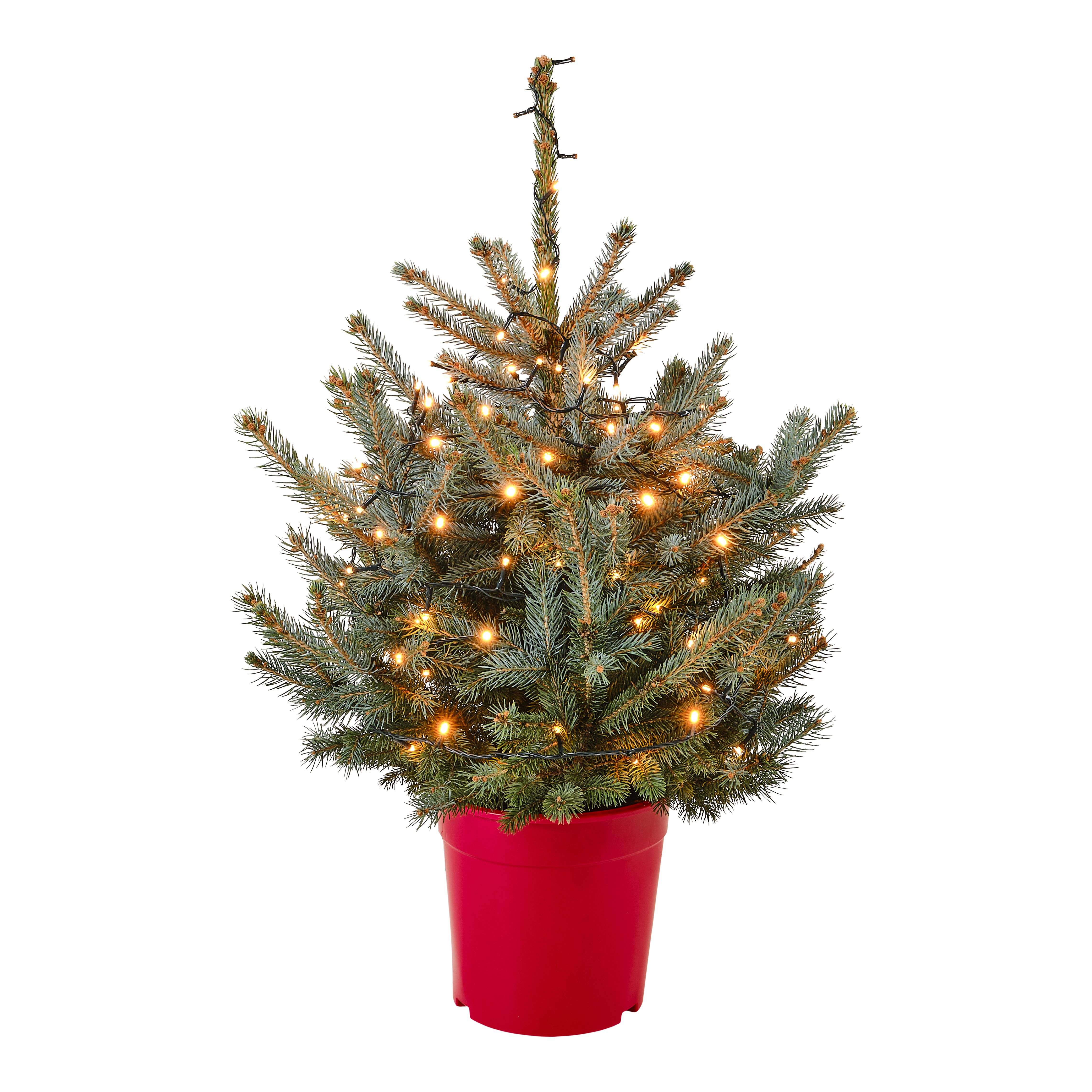 90-100cm Blue spruce Real pot grown Christmas tree