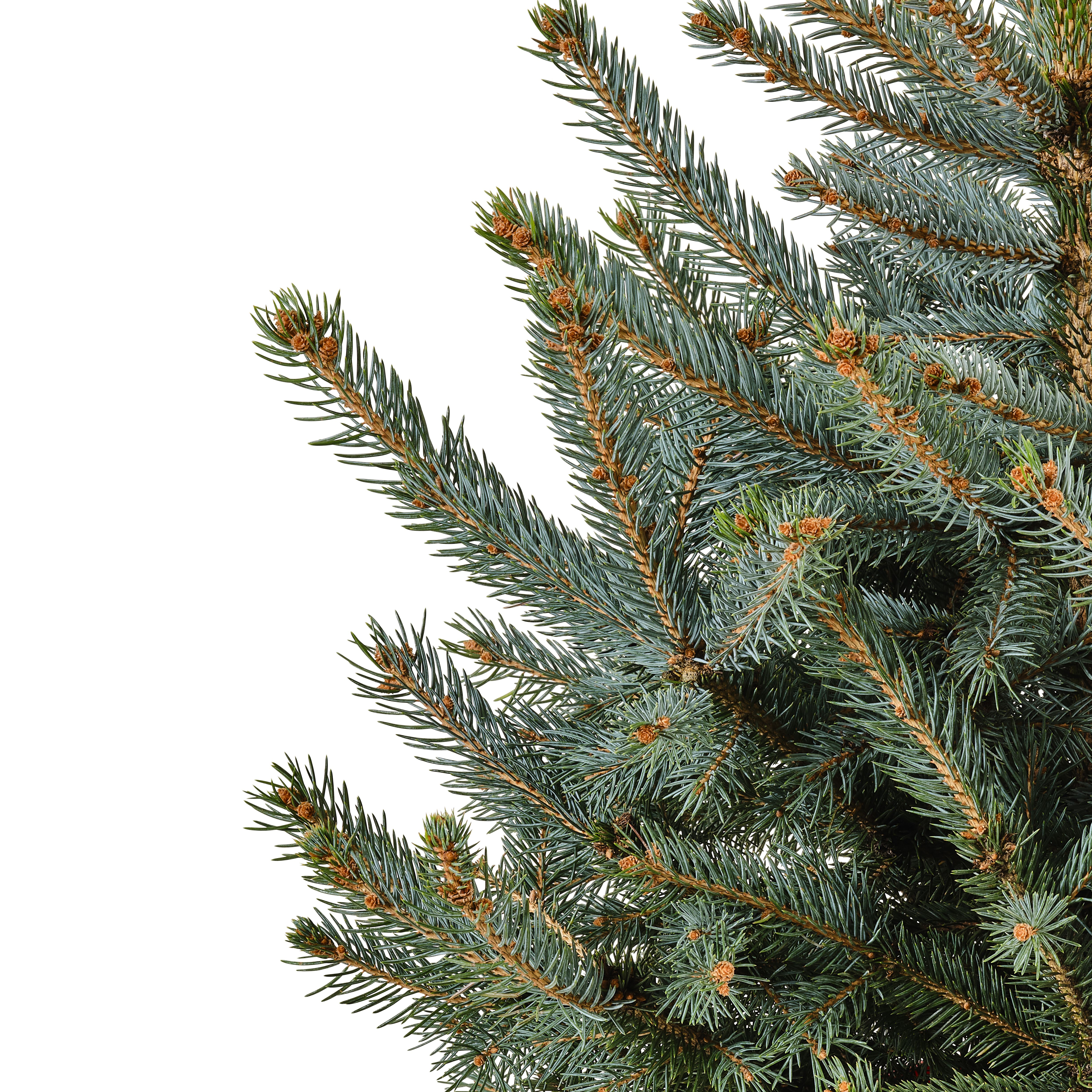 90-100cm Blue spruce Real pot grown Christmas tree