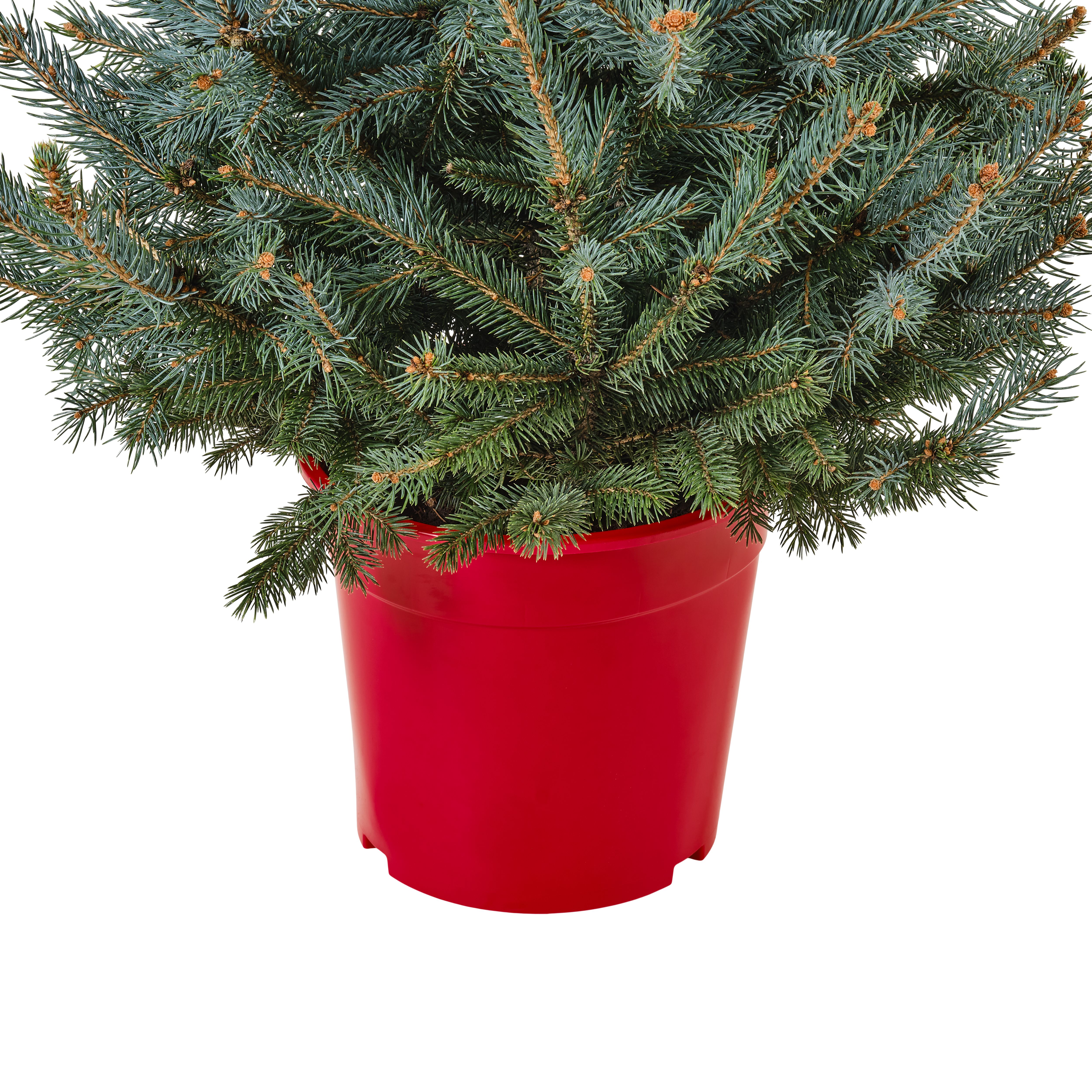 90-100cm Blue spruce Real pot grown Christmas tree