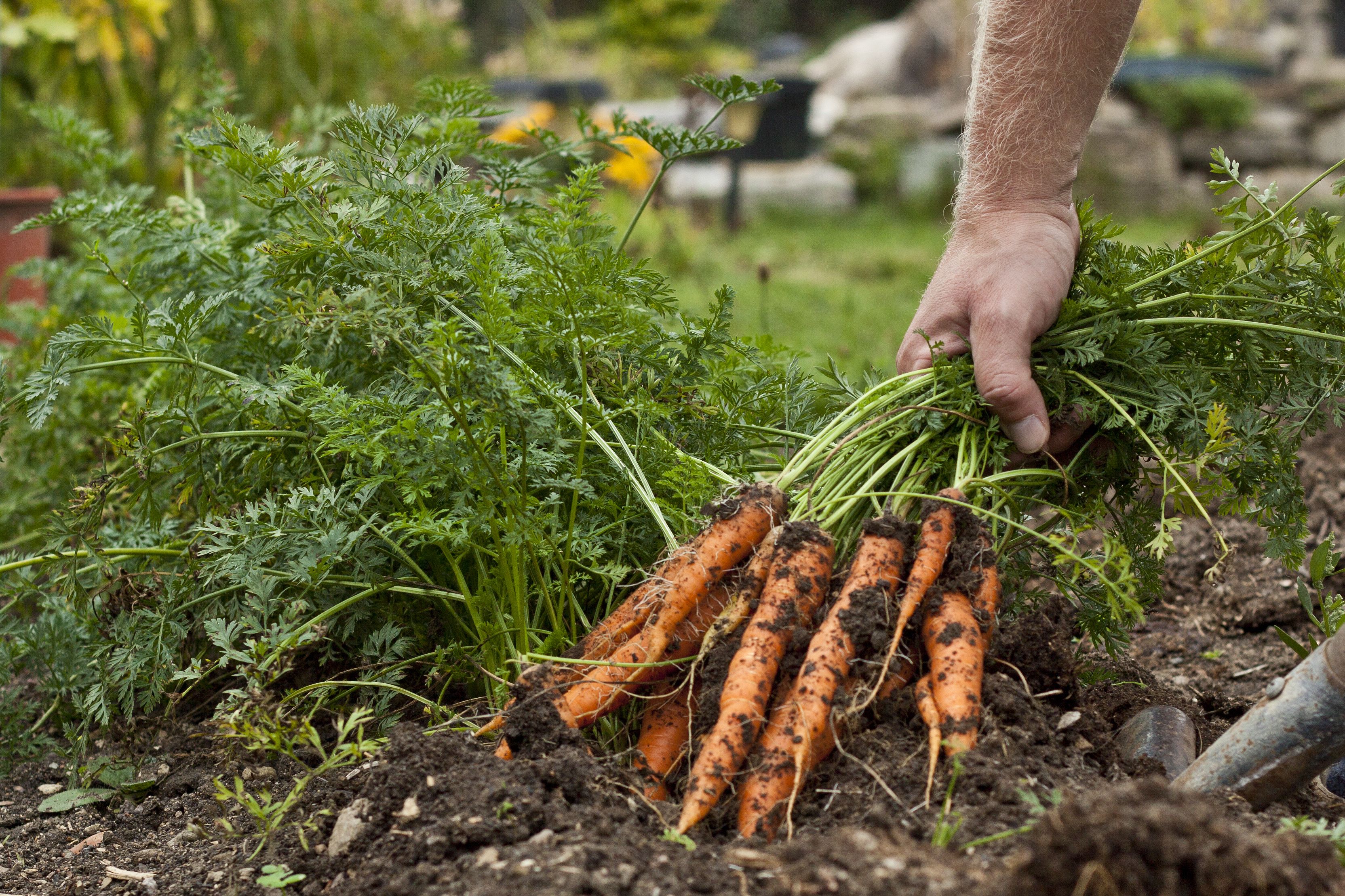 How to grow and harvest carrots | Ideas & Advice | DIY at B&Q