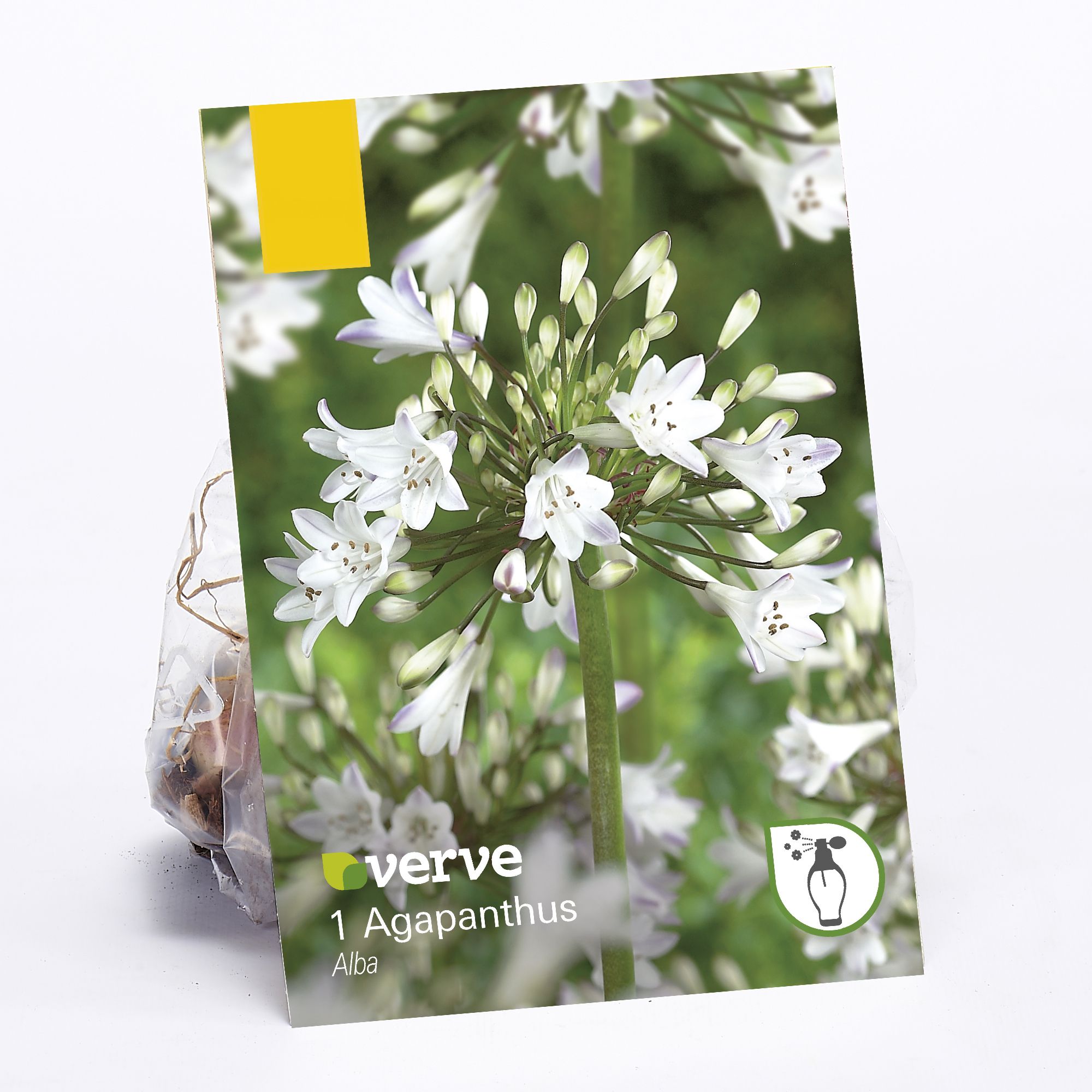 Agapanthus Alba Flower bulb