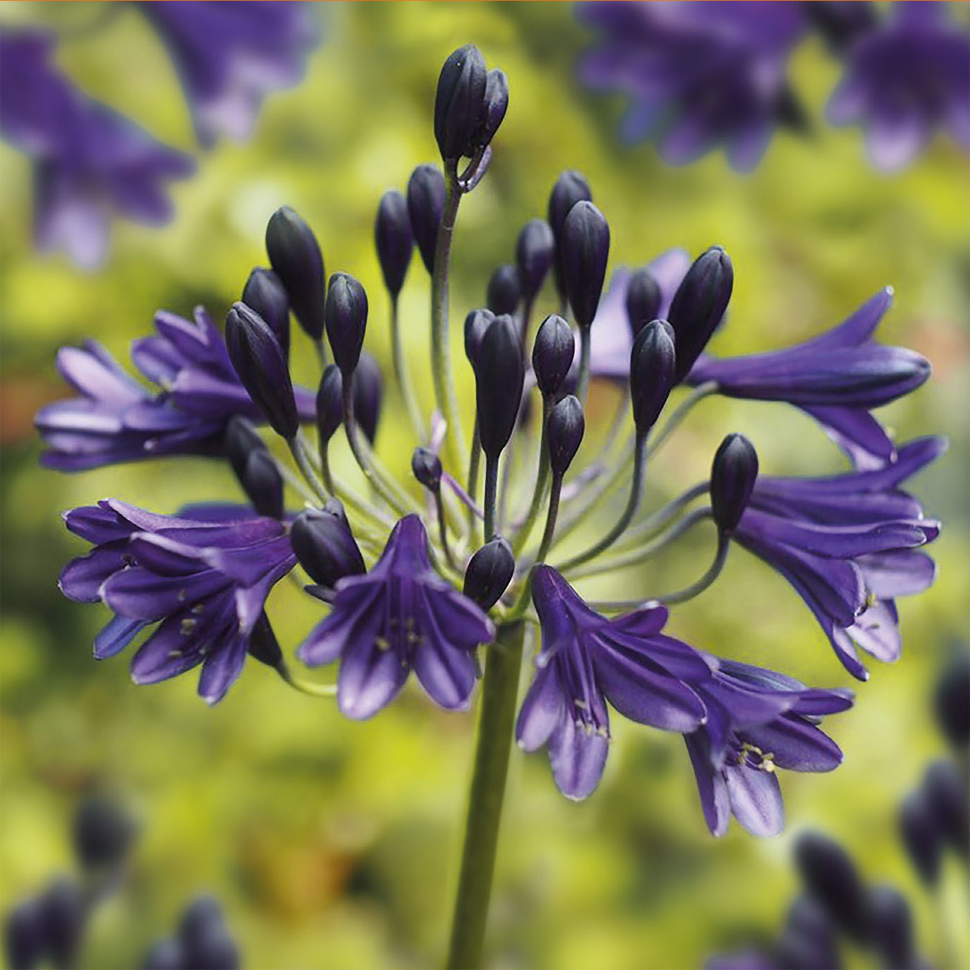 Agapanthus Black Buddhist Flower bulb | DIY at B&Q