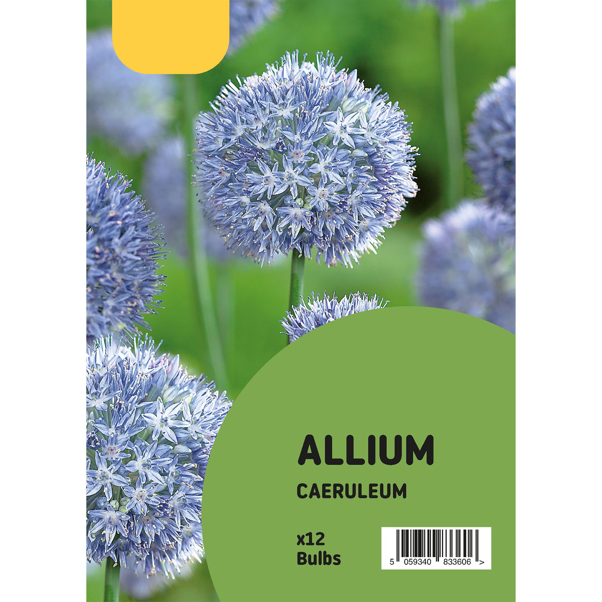 Allium Caeruleum Blue Flower bulb 2 | DIY at B&Q